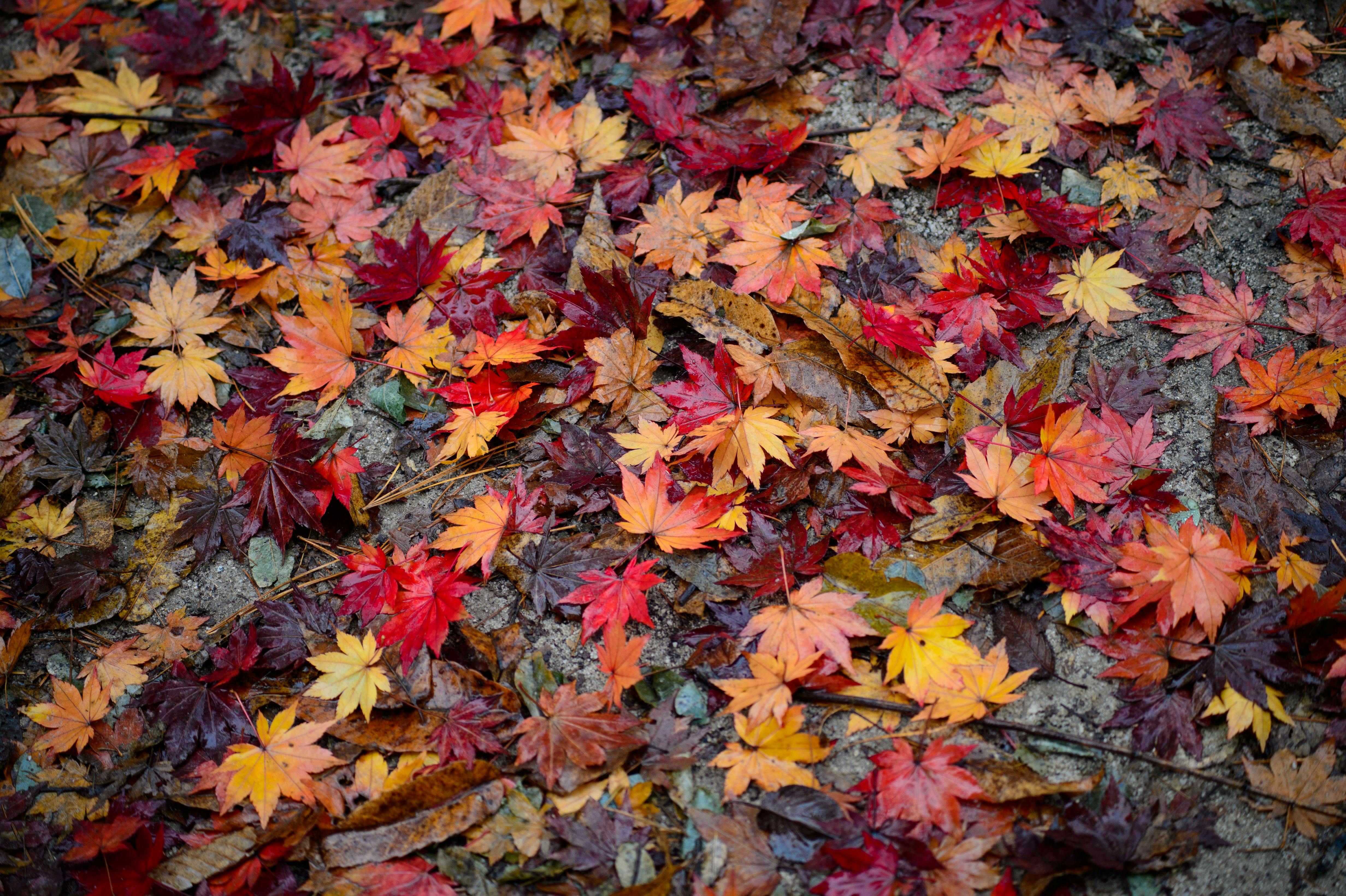 Kostenloses Foto zum Thema: herbst, herbstblatt, herbstblätter