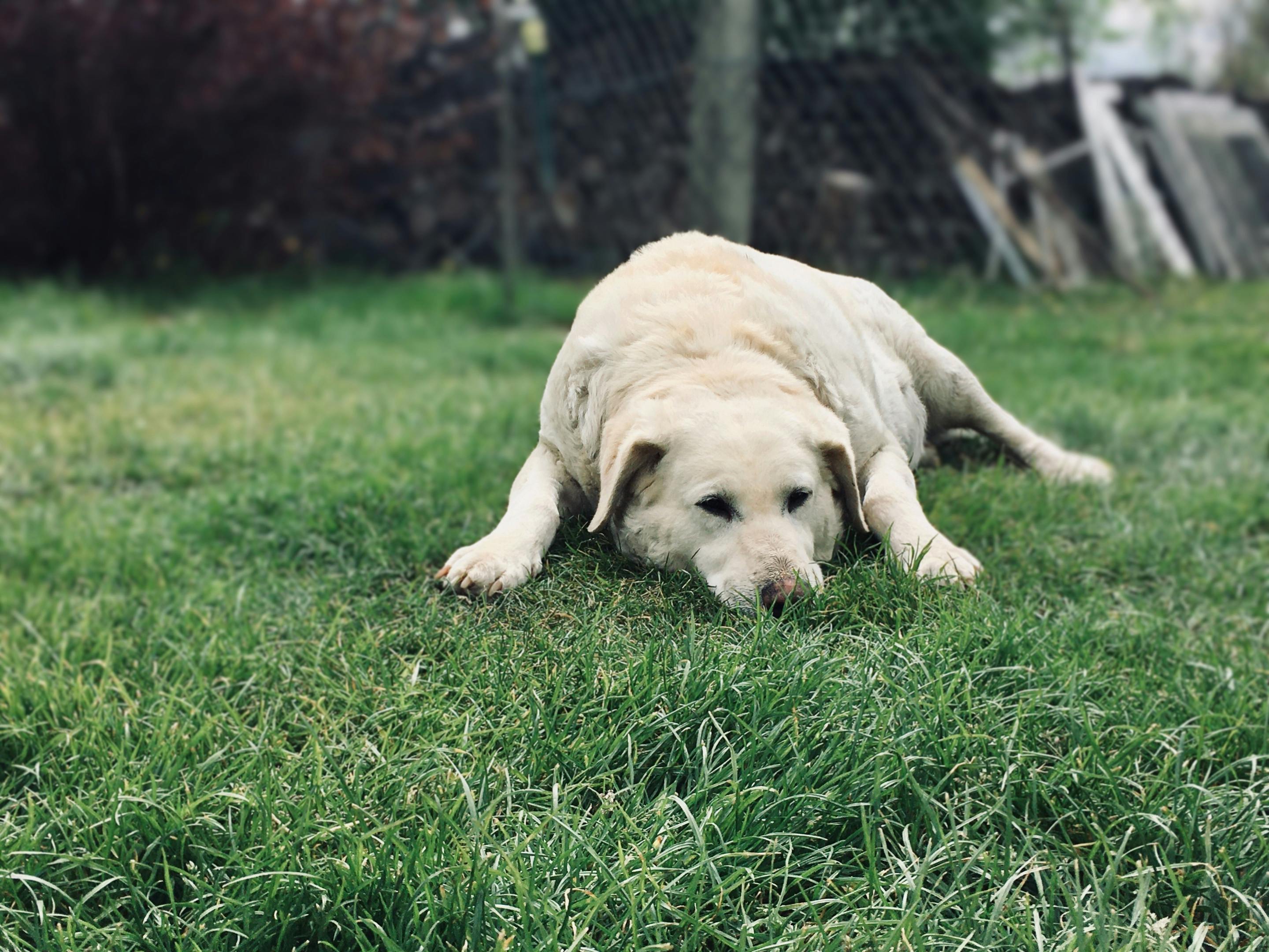 Adrián Nemes - Fotografía