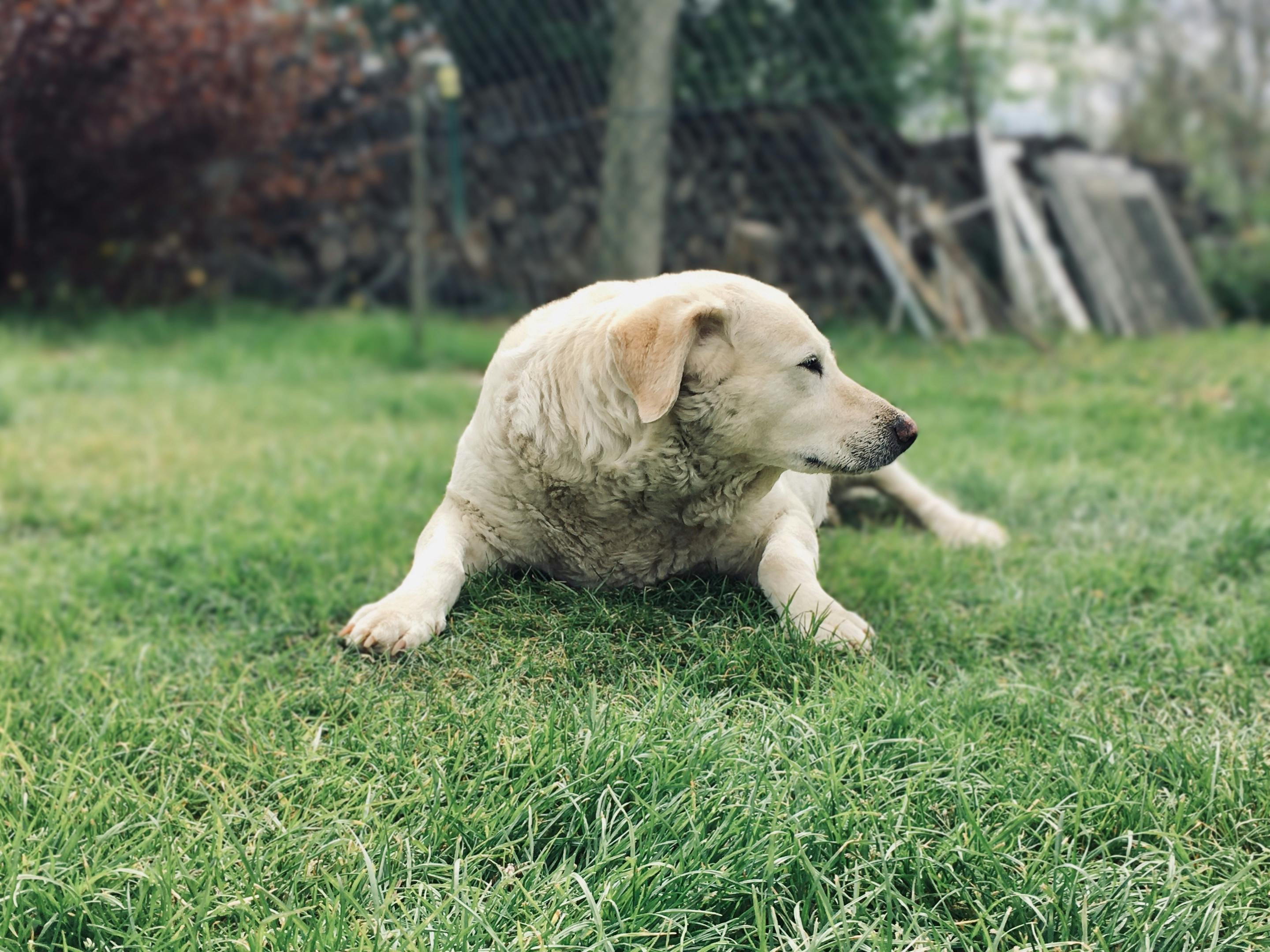 Adrián Nemes - Fotografía