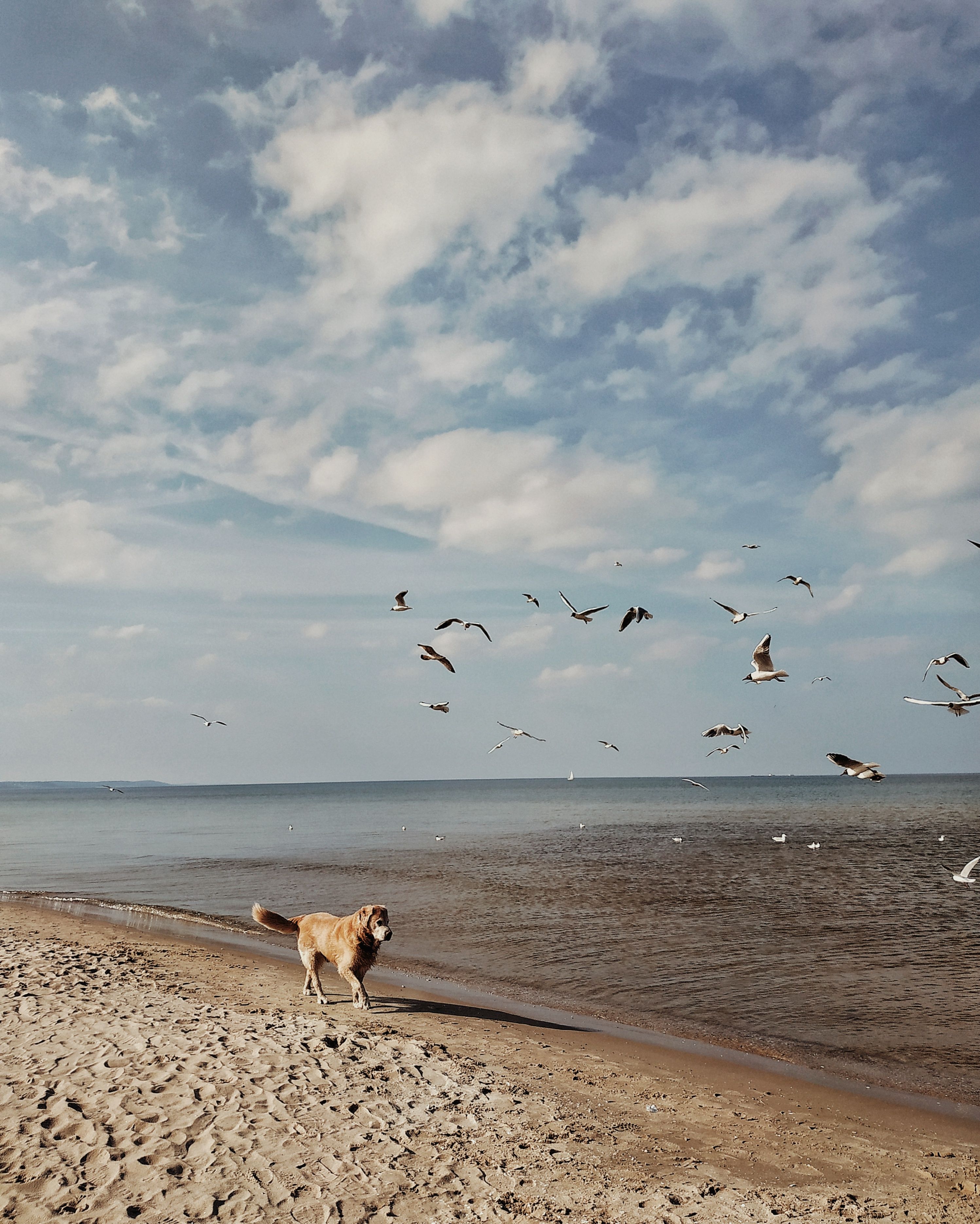 Dog walking on sandy shore with birds flying over sea · Free Stock Photo