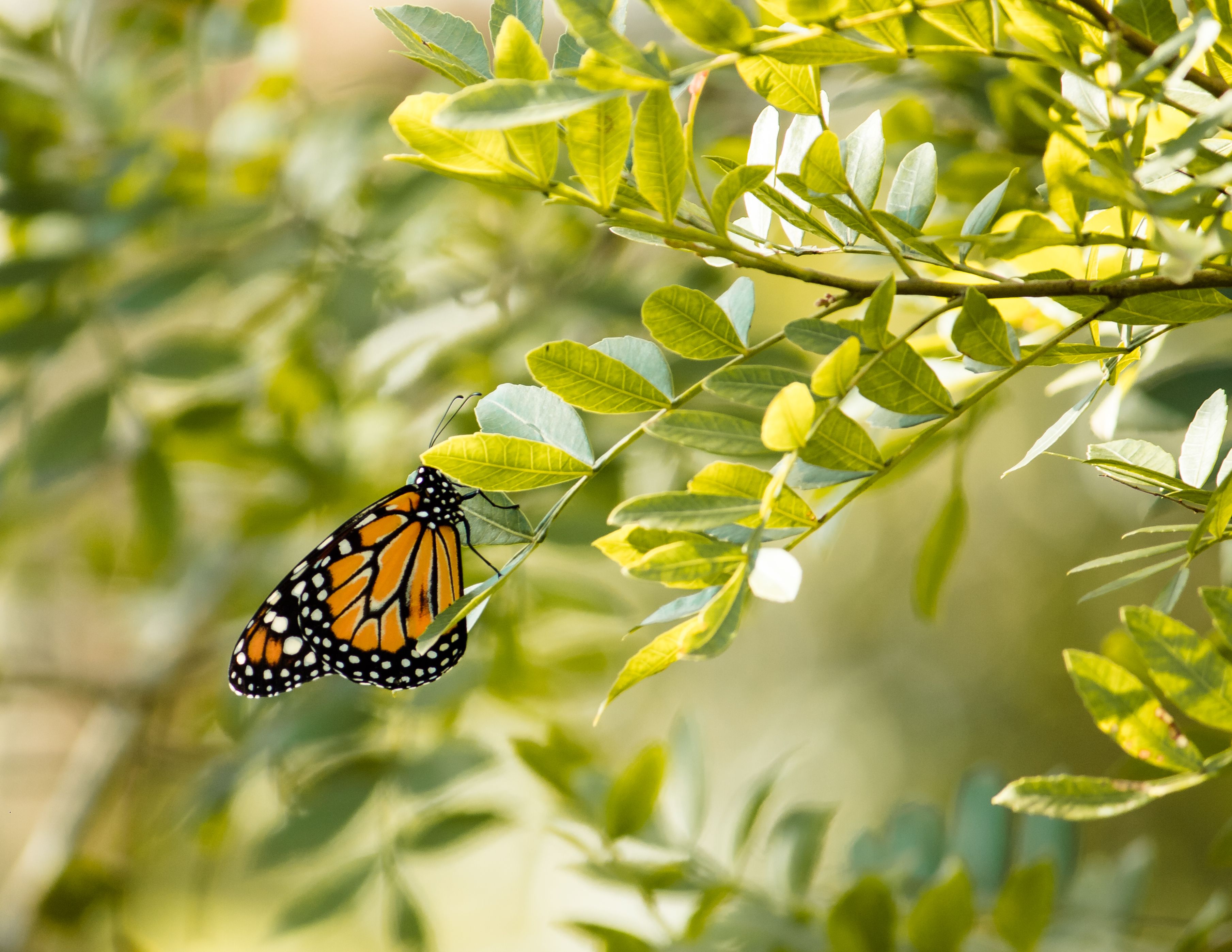 Close Up of Butterfly On Leaf · Free Stock Photo