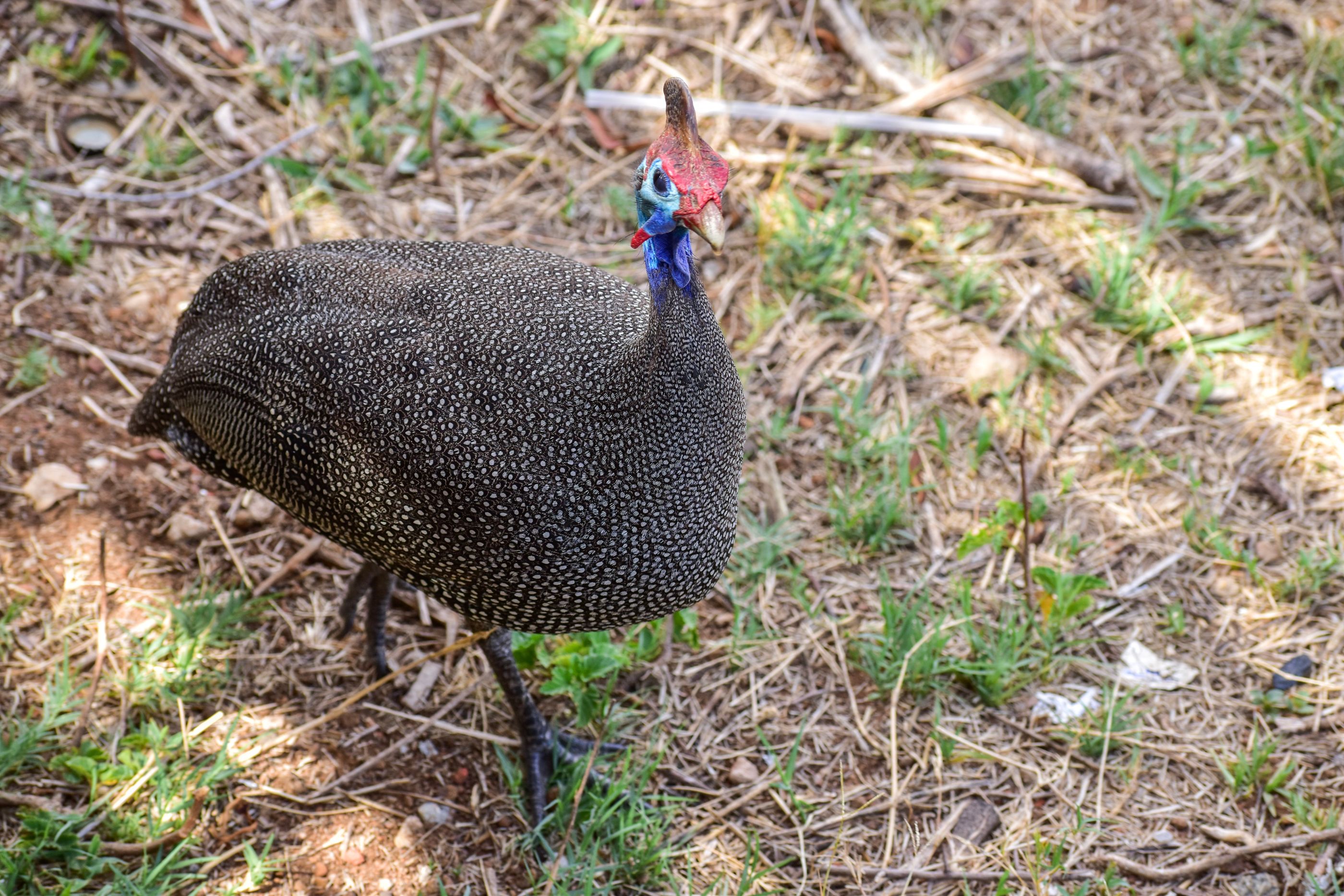 Crested Guineafowl Photos, Download The BEST Free Crested Guineafowl ...