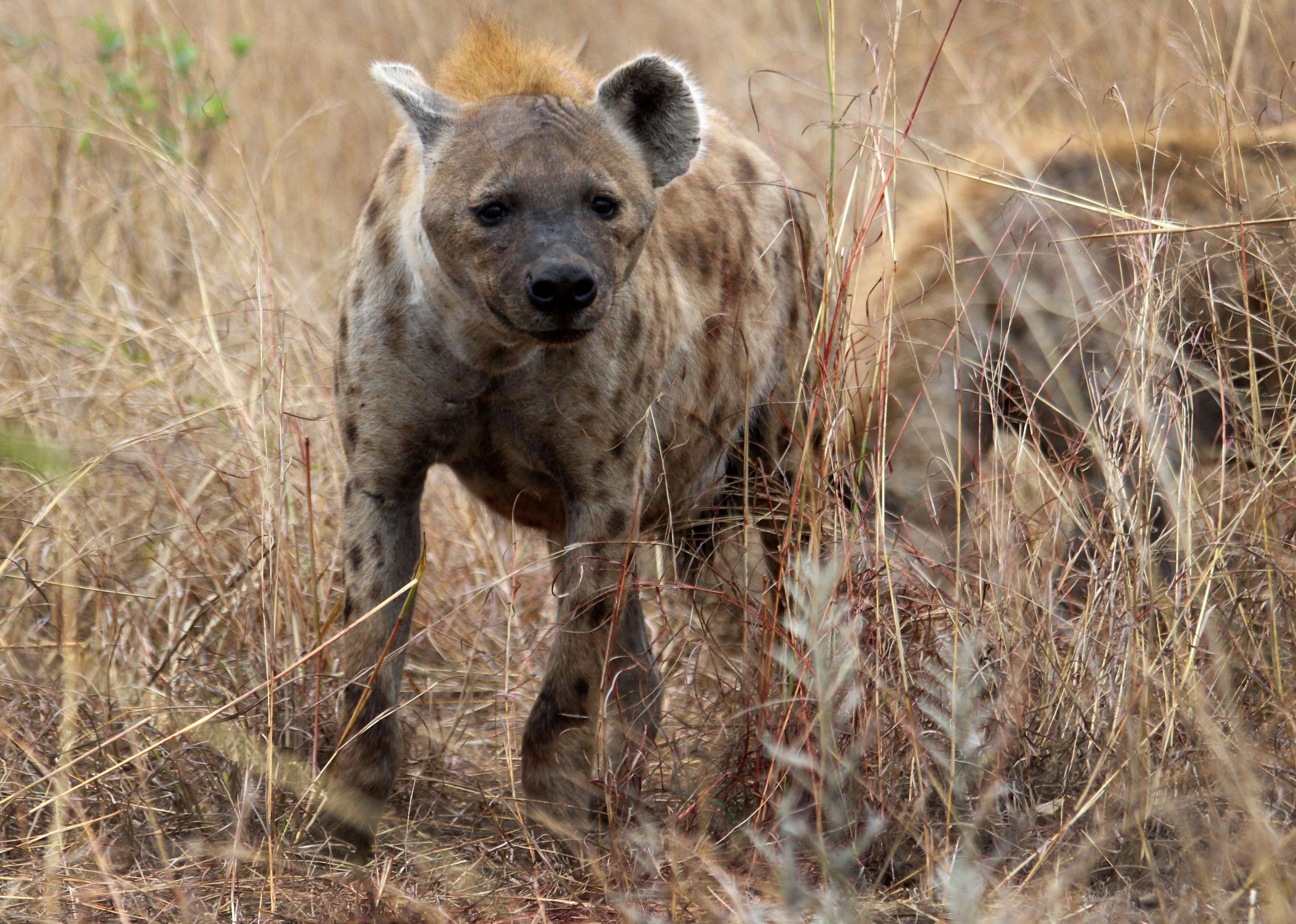 91+ Best Free Hyena Stock Photos & Images · 100% Royalty-Free HD Downloads