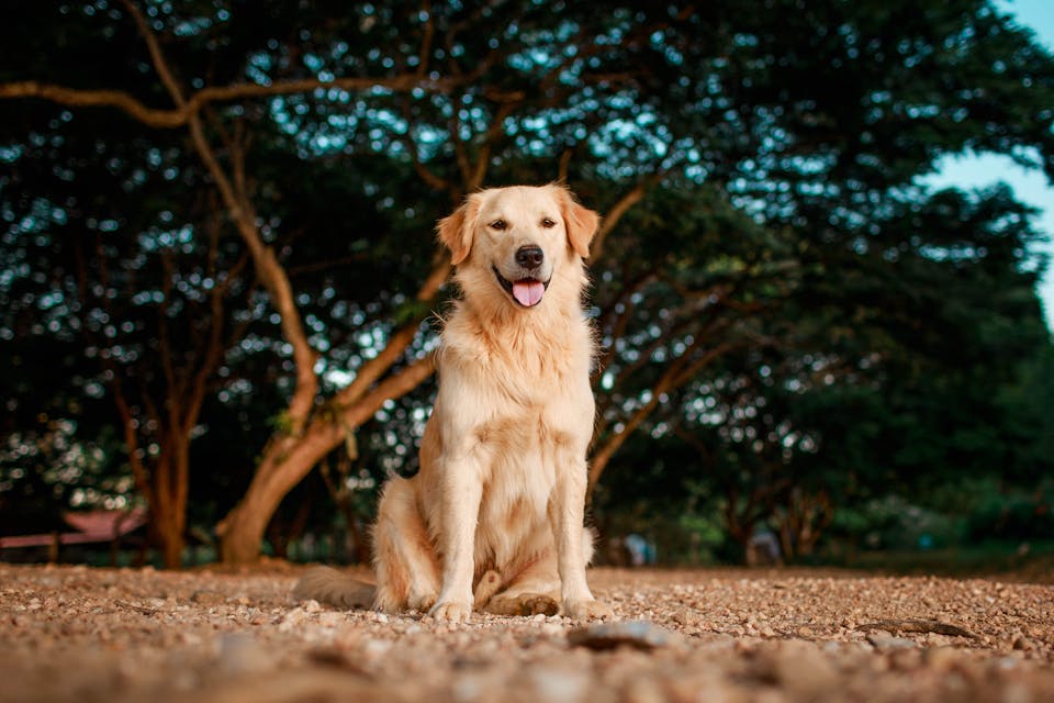 Unveiling the Evolution Tree of Dogs: A Journey Through Time
