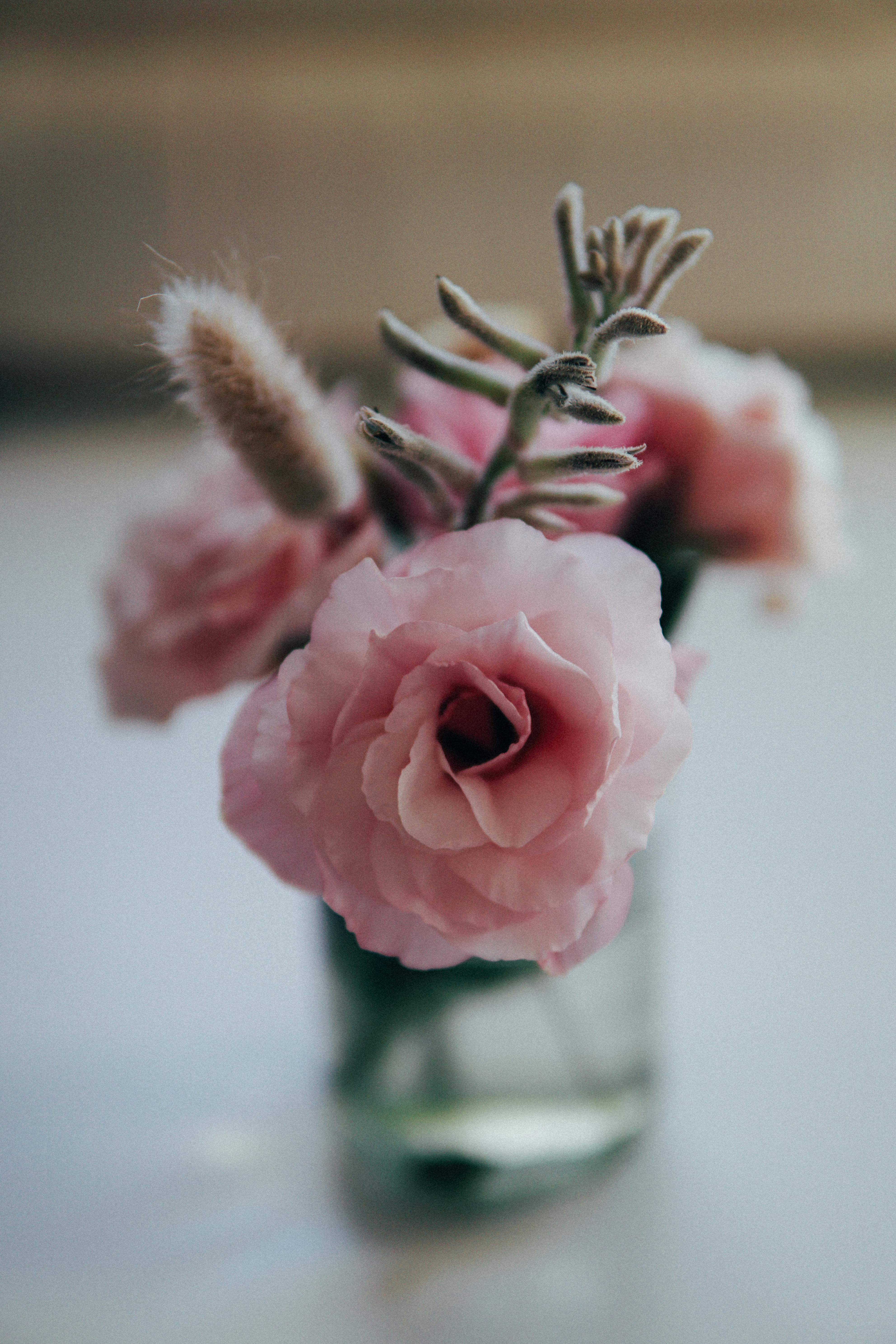 Pink Rose Near the Window · Free Stock Photo