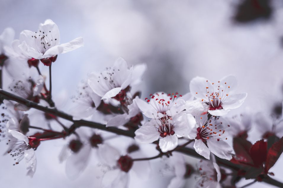 How Fast Do Cherry Blossom Trees Grow and Develop: A Guide
