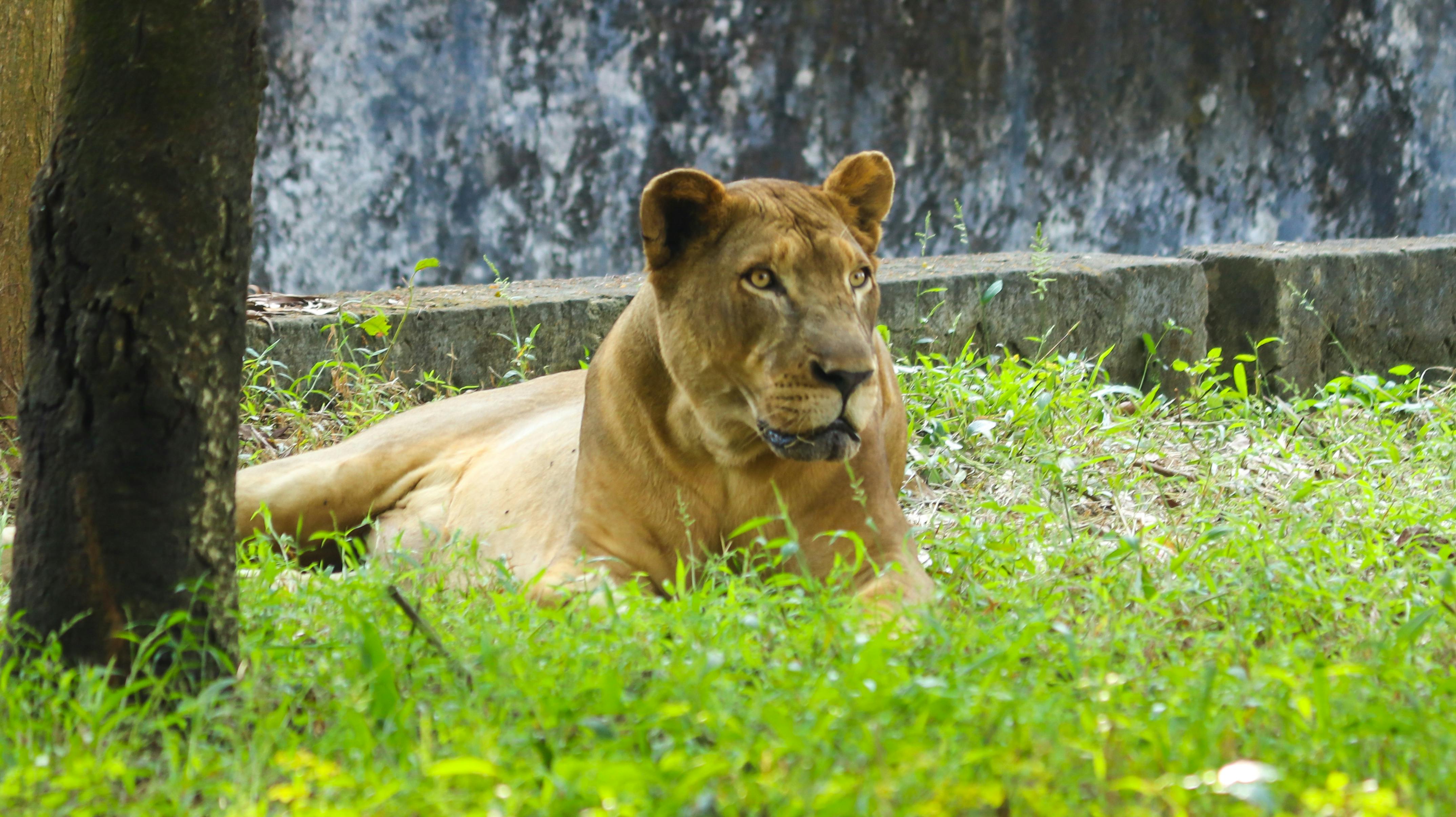 Abdullah Al Azad - 사진