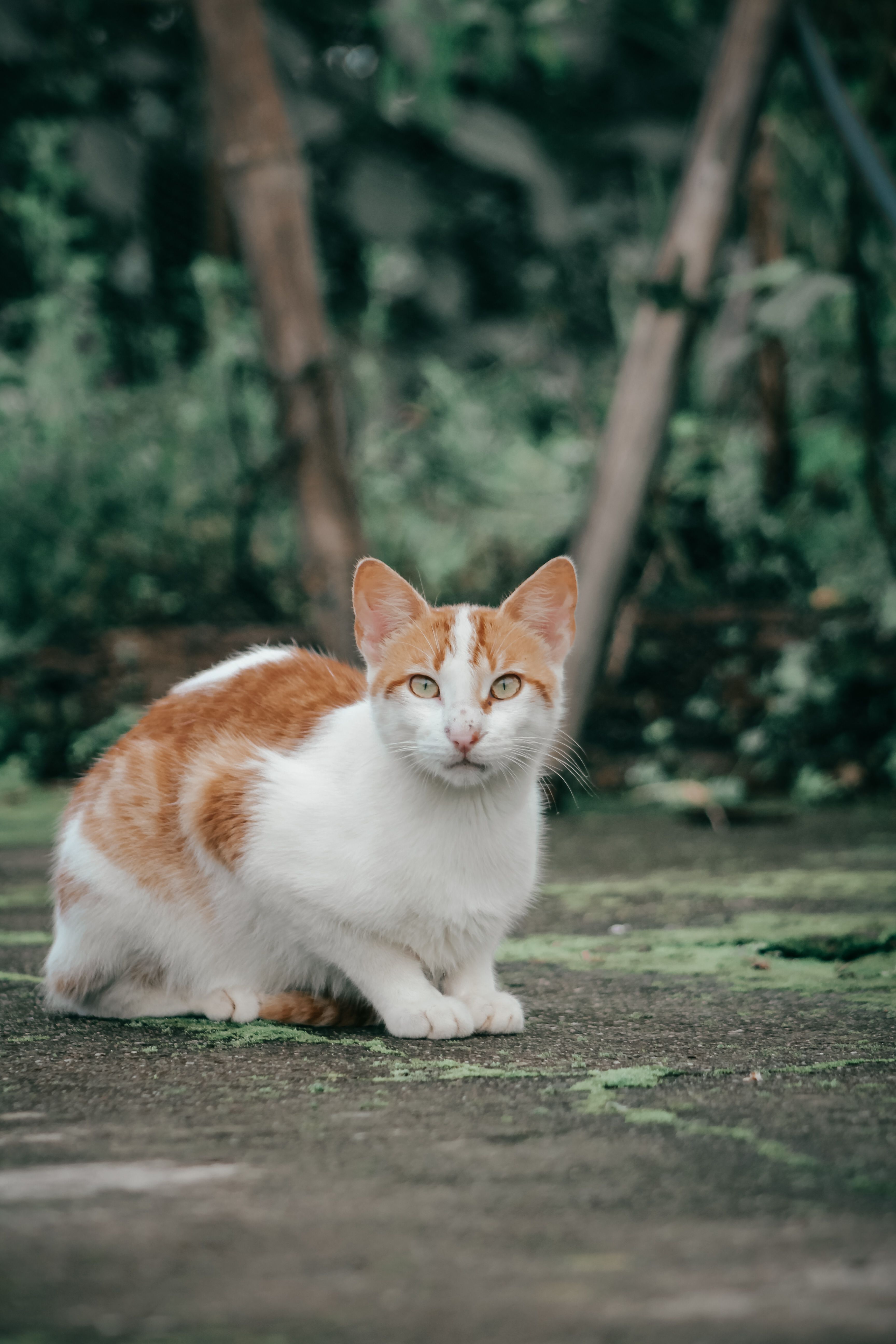 Cat Paw Background Photos, Download The BEST Free Cat Paw Background ...