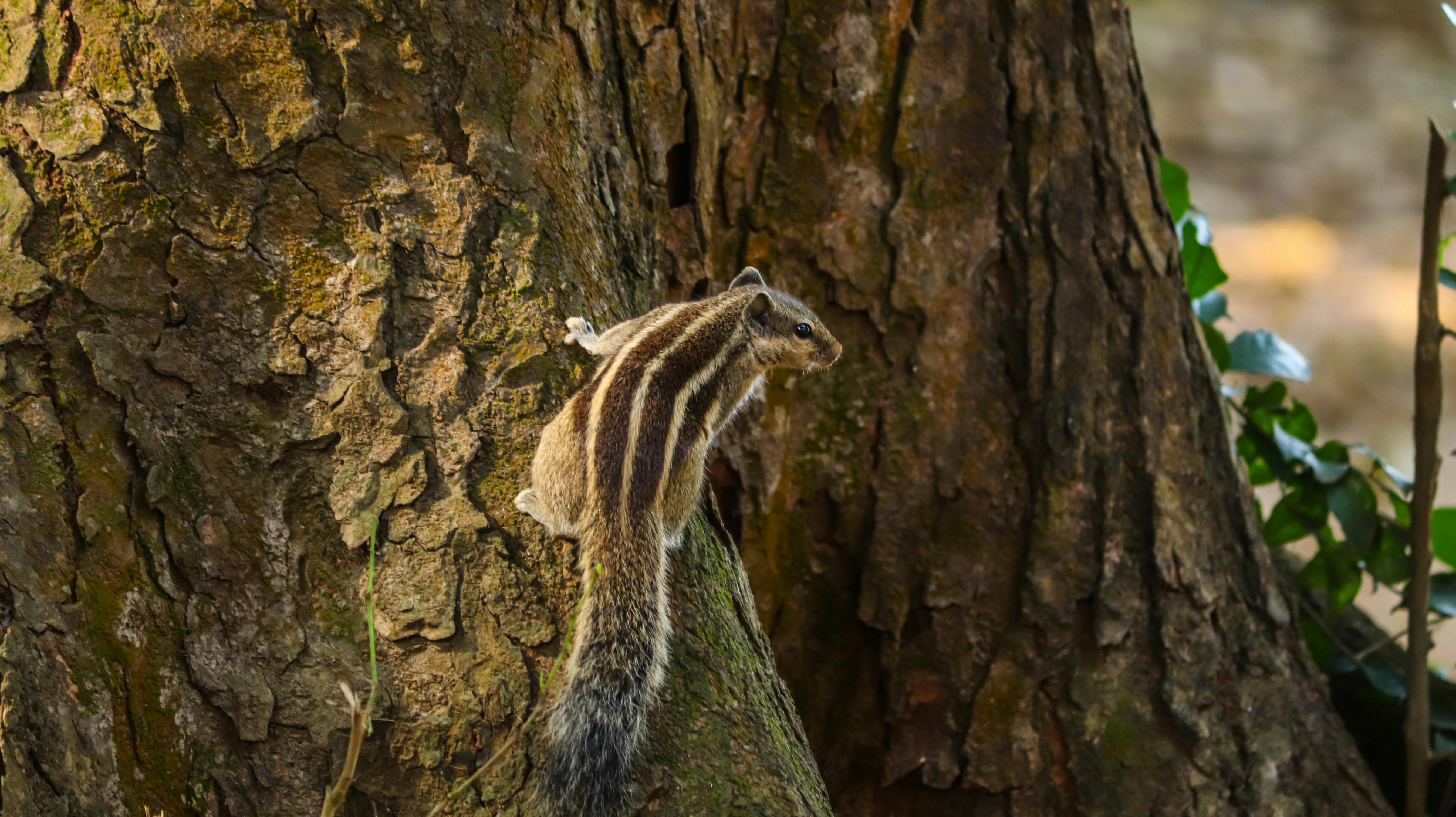 Abdullah Al Azad - Fotografía
