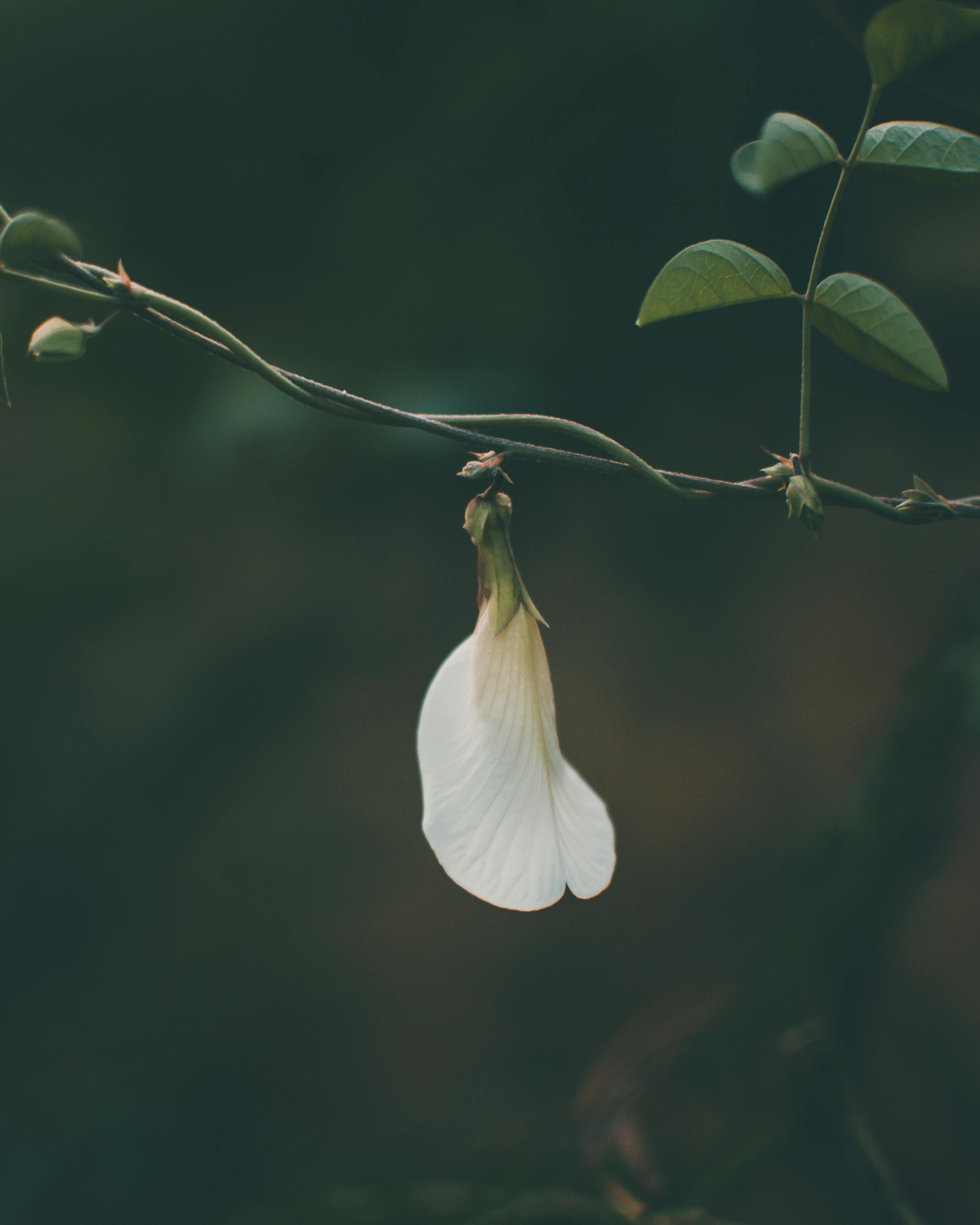 Red flowers and shadows of plant · Free Stock Photo