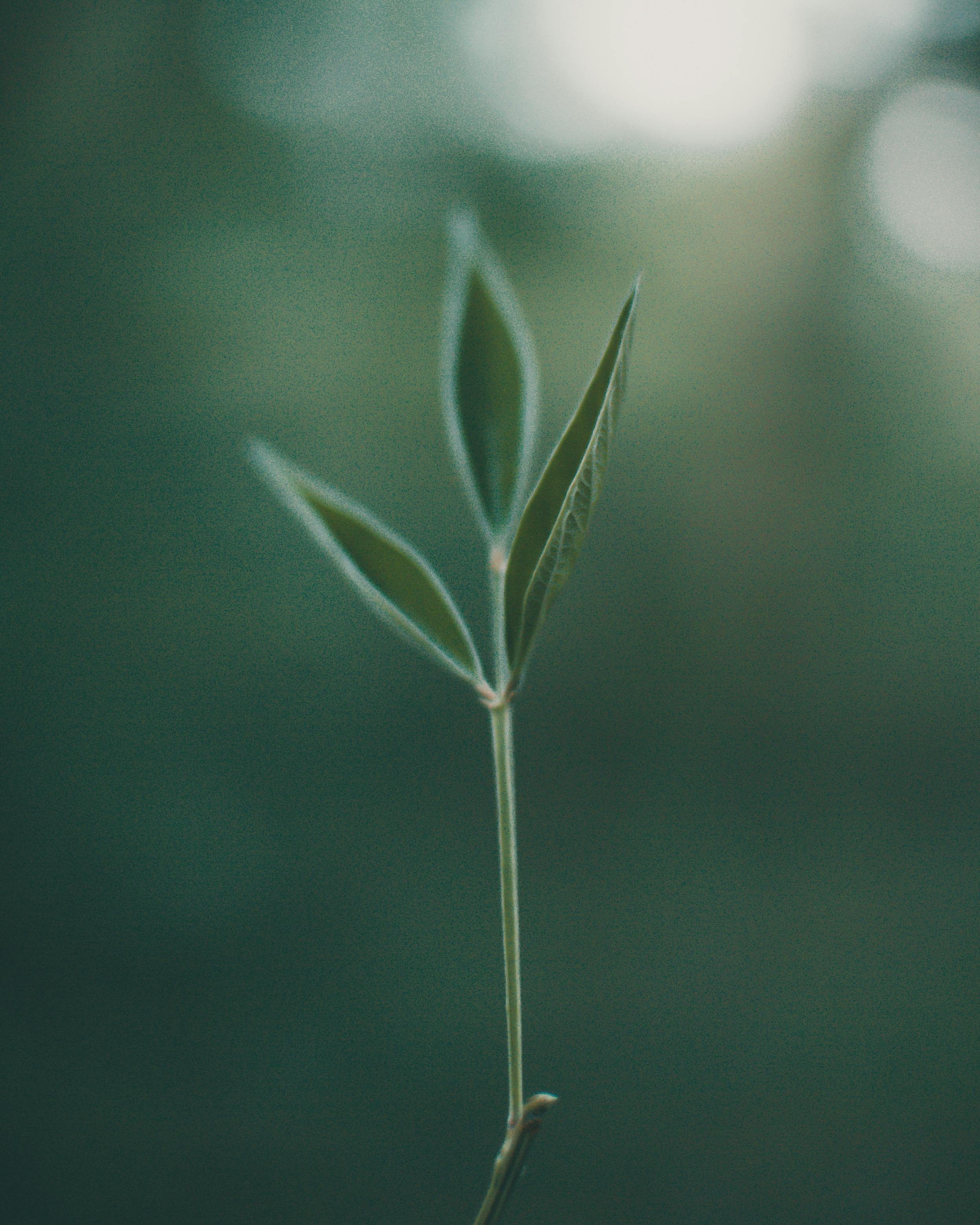 Green delicate sprout growing in nature · Free Stock Photo