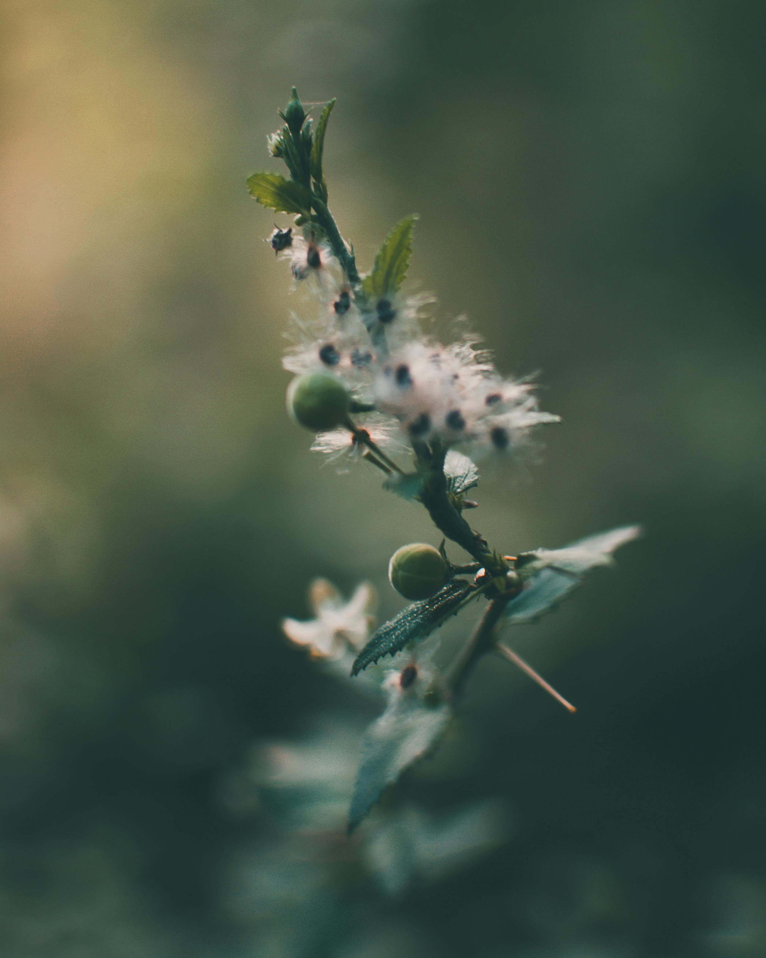 Delicate green twig with leaves against black stone wall · Free Stock Photo