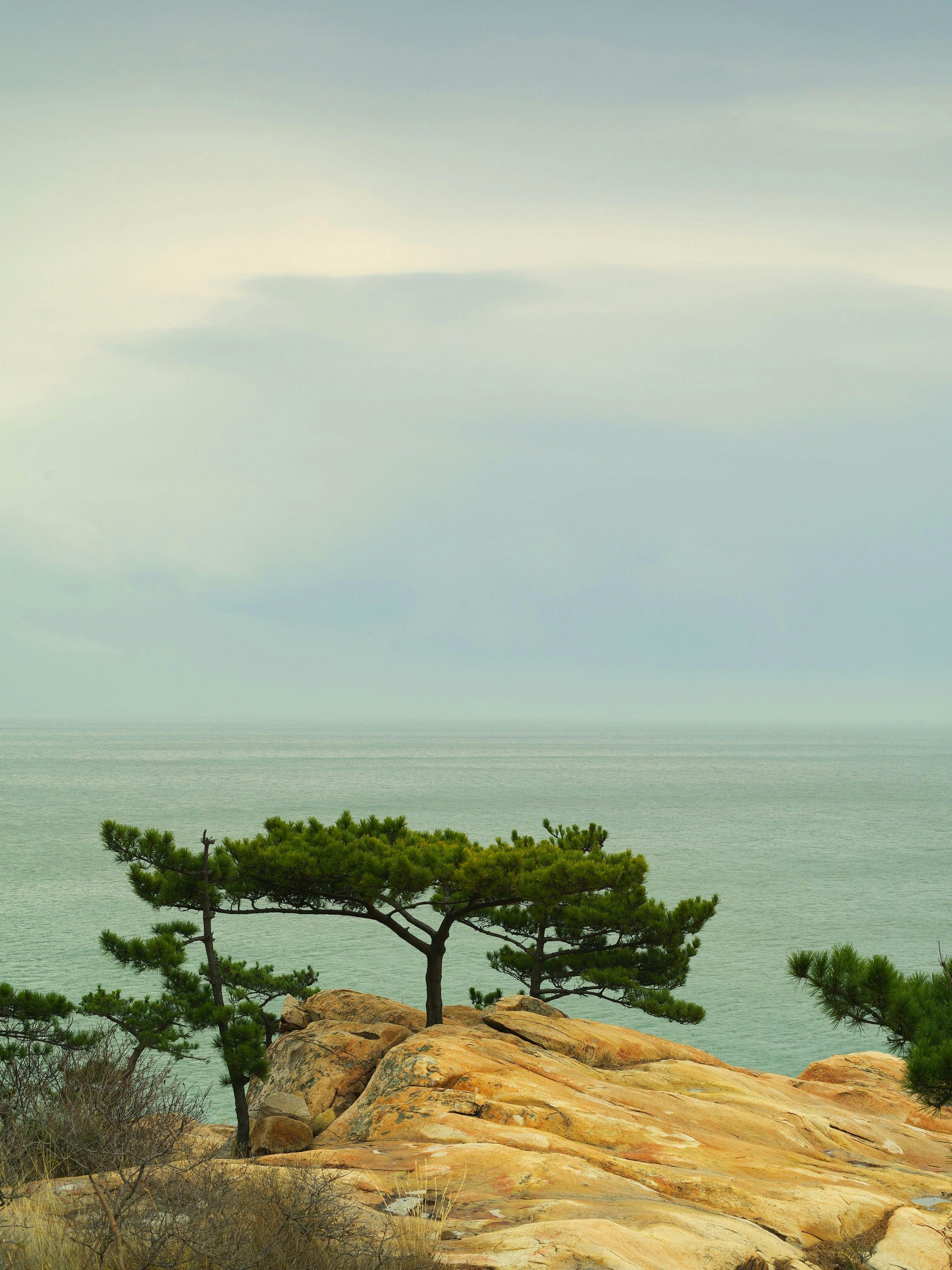 Trees Growing On Rocky Coastline · Free Stock Photo