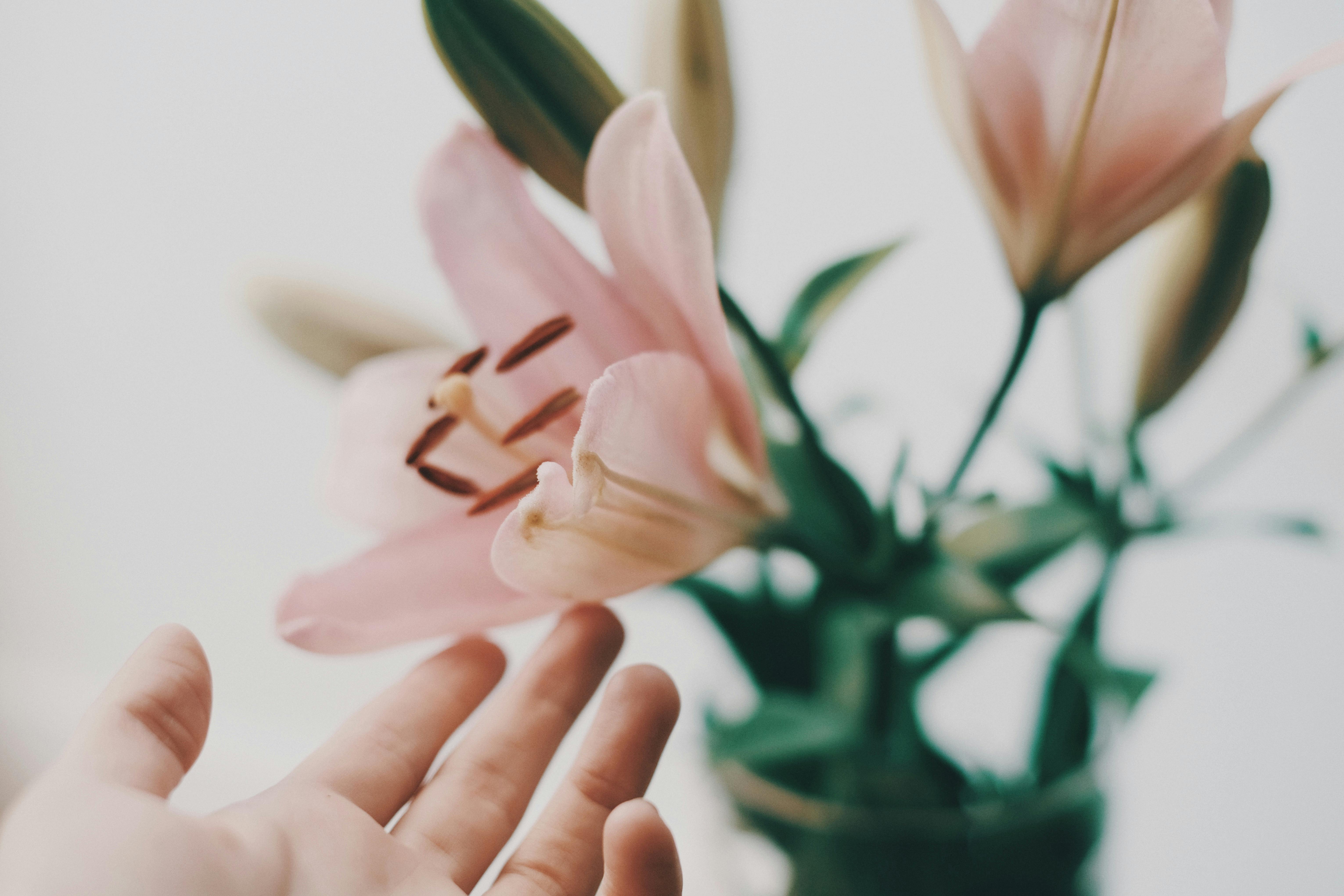Selective Focus Photo of a Person Touching a Lily Flower · Free Stock Photo