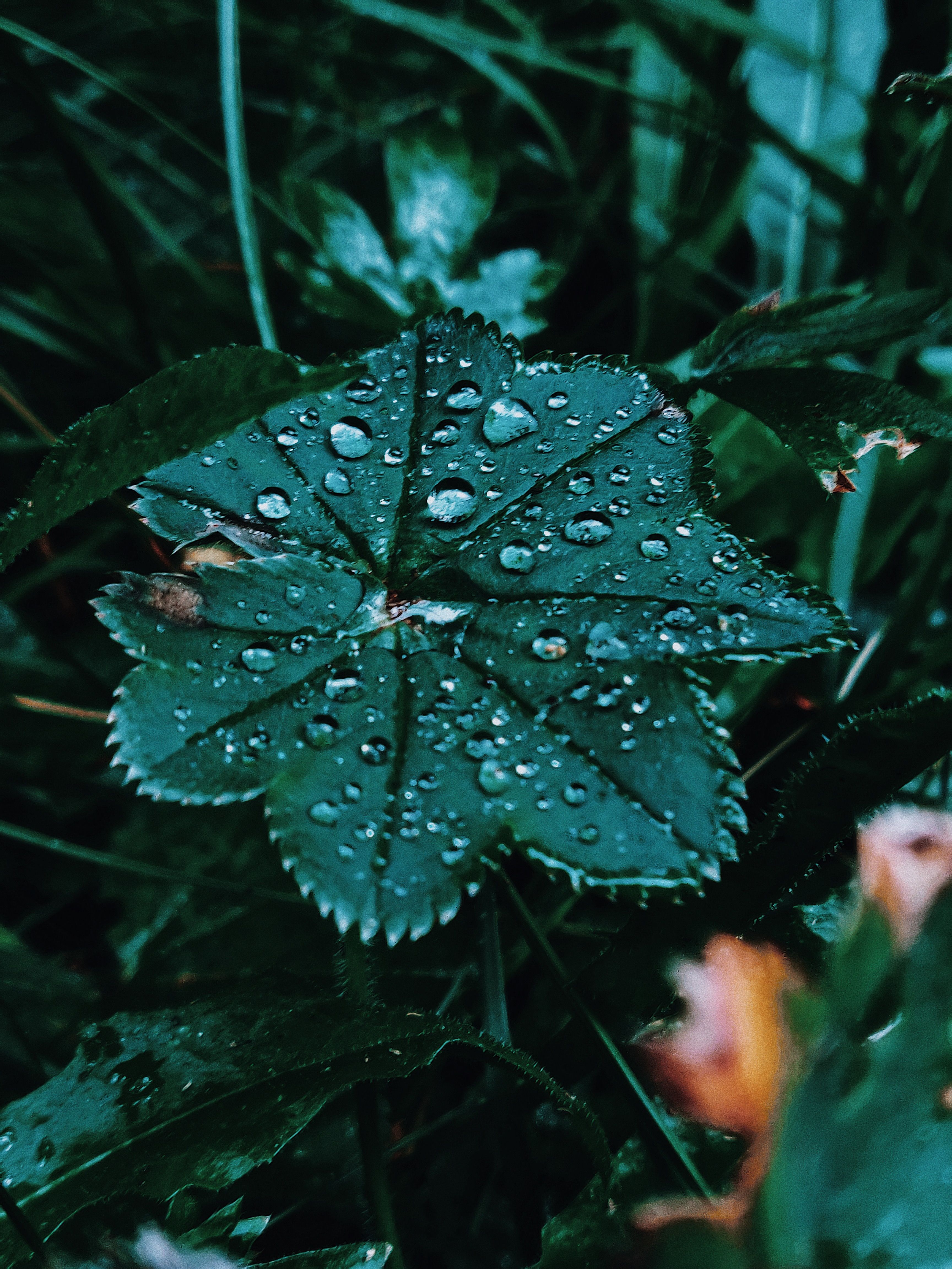 Wet leaf of Alchemilla vulgaris with drops in lush forest · Free Stock ...