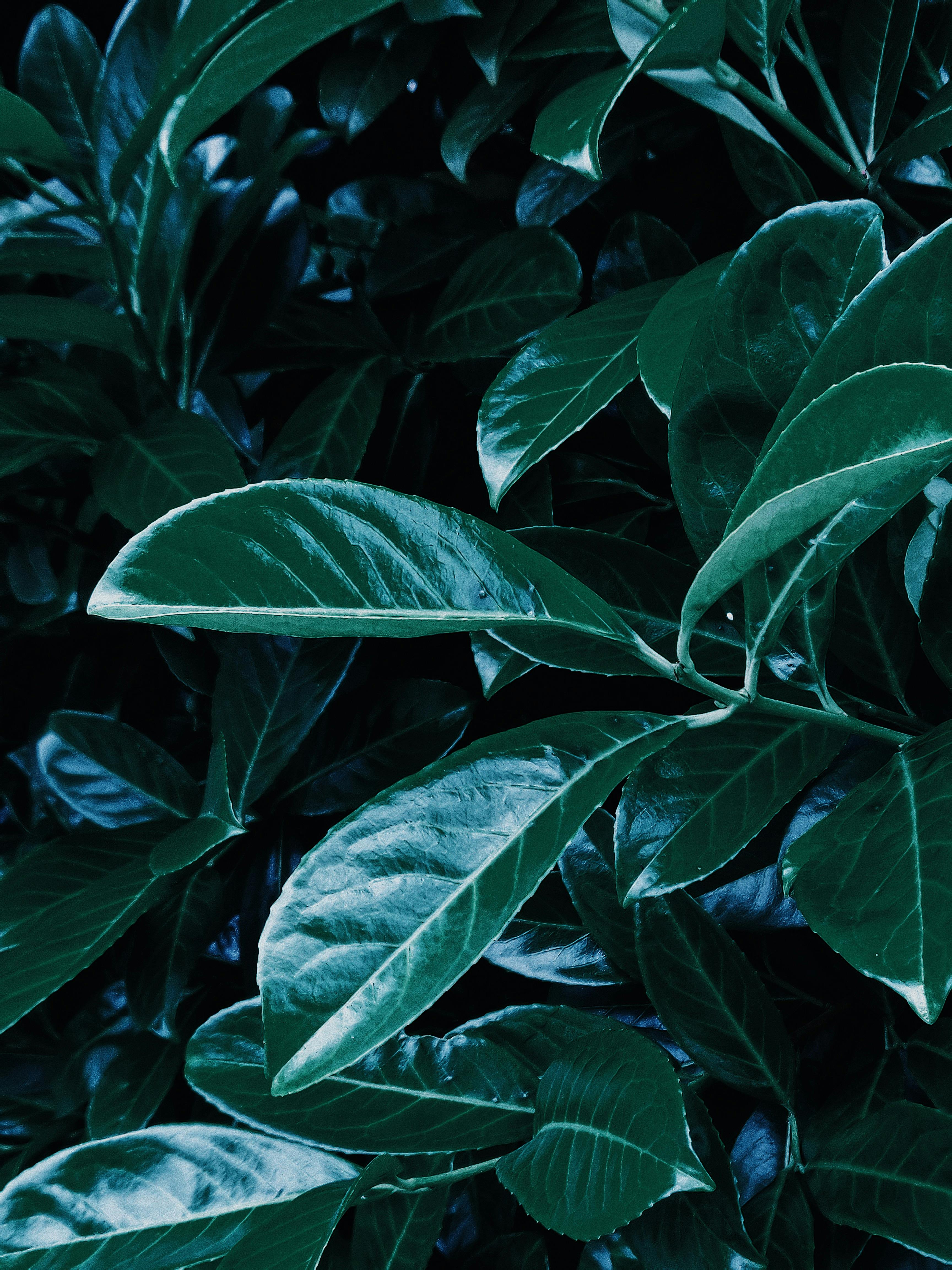 Shiny plant leaves growing in garden in evening · Free Stock Photo