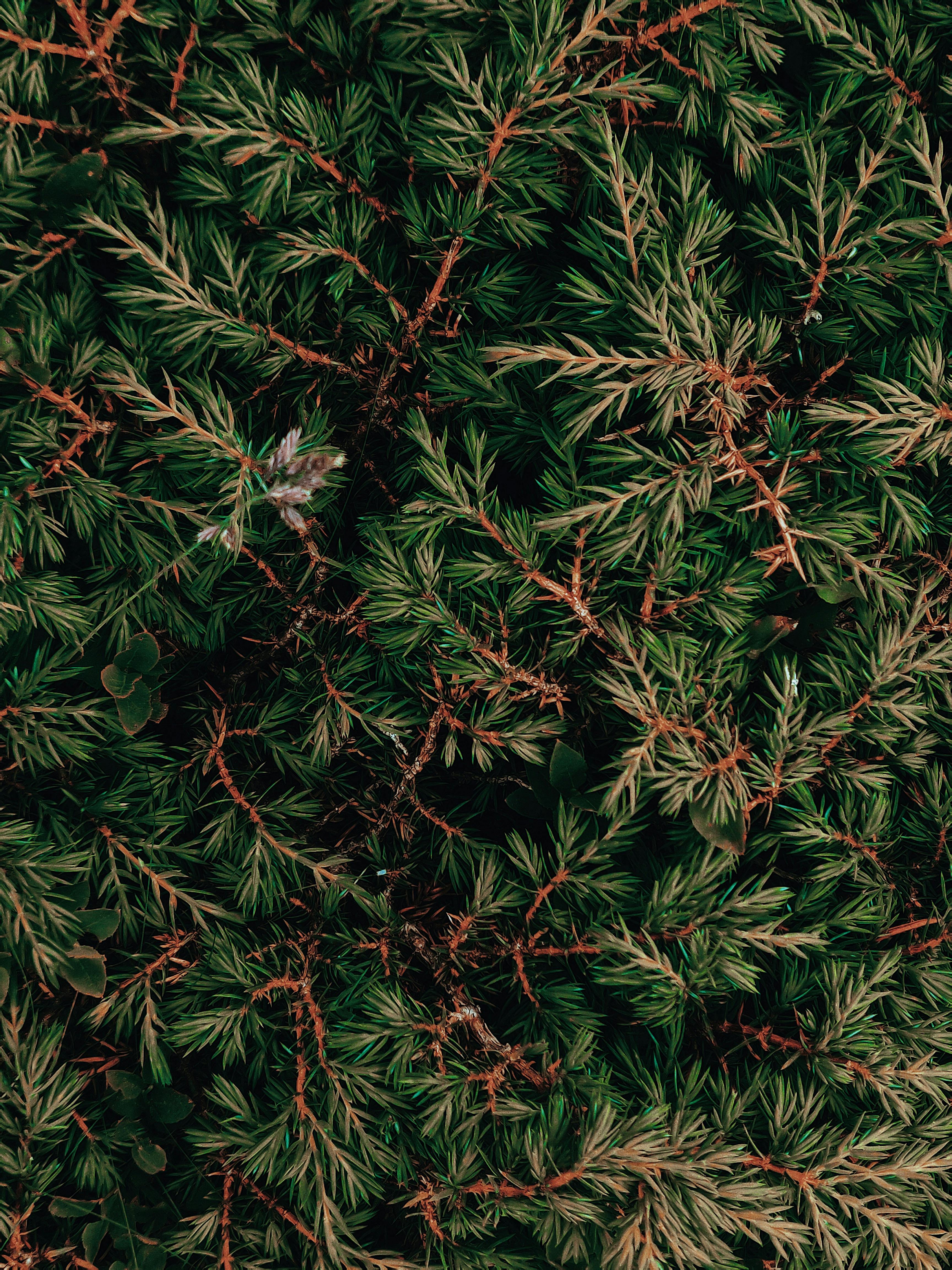 Needle Bush Landscape Photos, Download The BEST Free Needle Bush ...