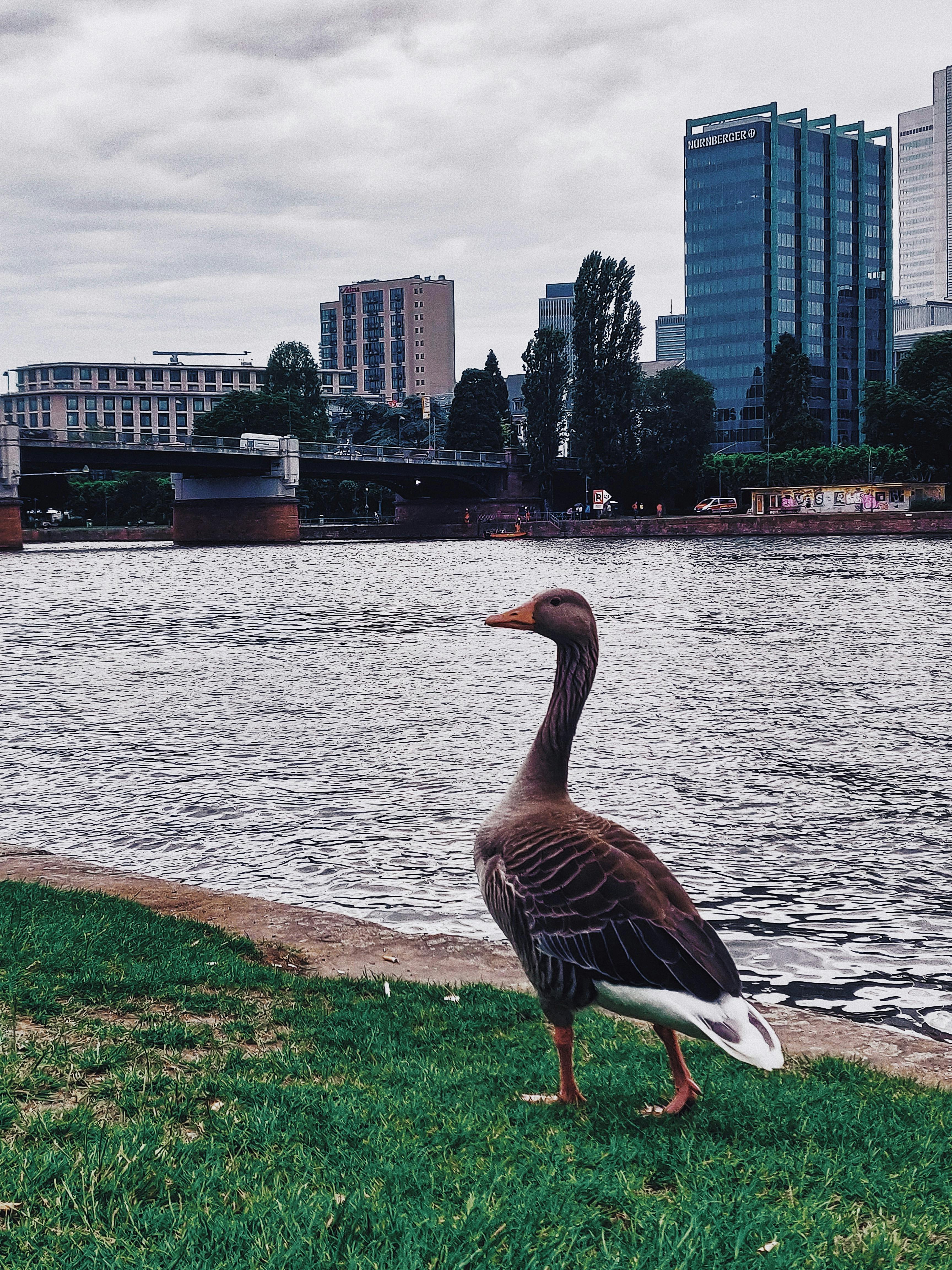 Red duck feet with membranes on pebbles · Free Stock Photo