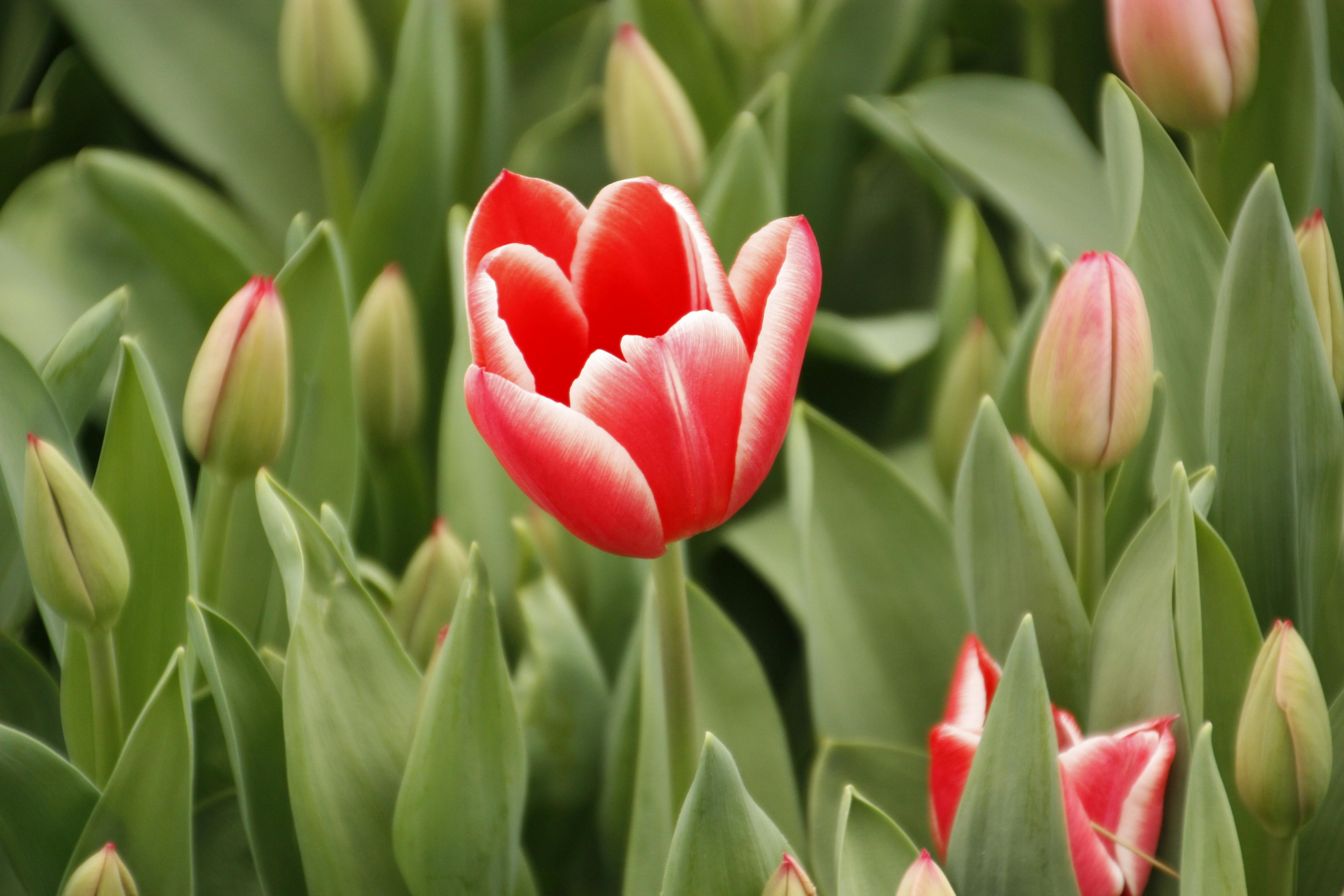 Best Lale Photos · 100% Free Download · Pexels Stock Photos