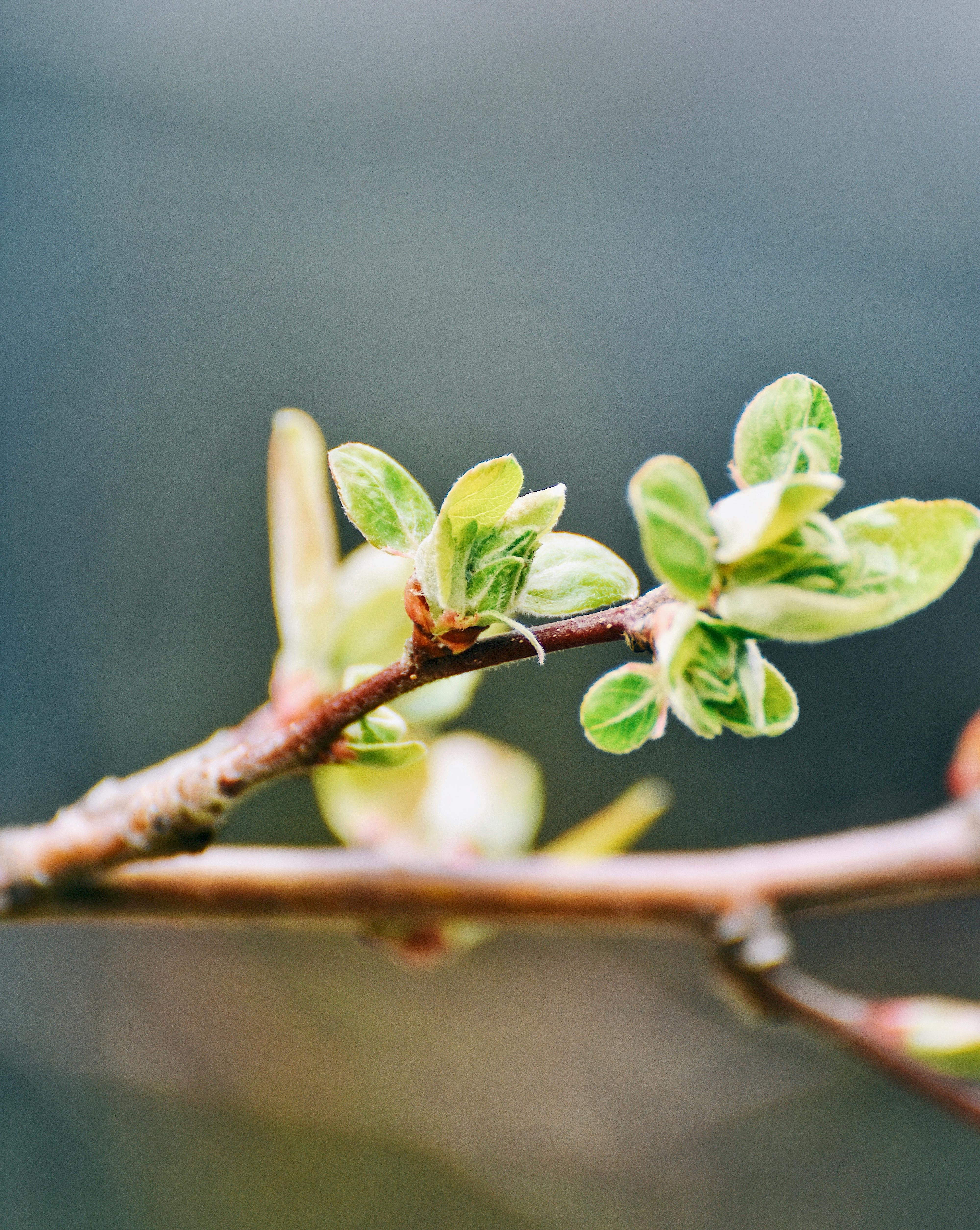 Macro Photography of a Plant · Free Stock Photo