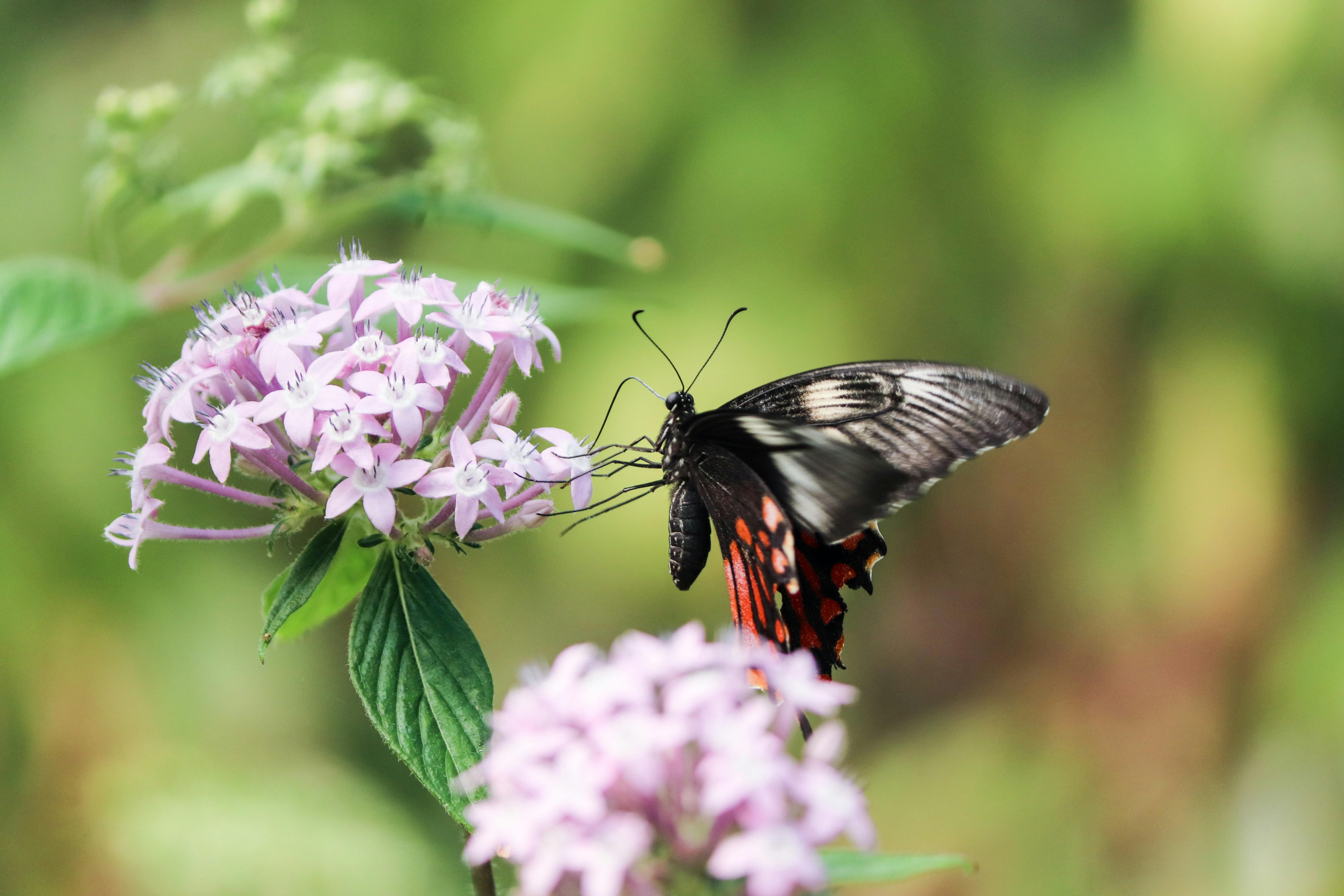 Butterfly Growing Backgrounds Photos, Download The BEST Free Butterfly ...