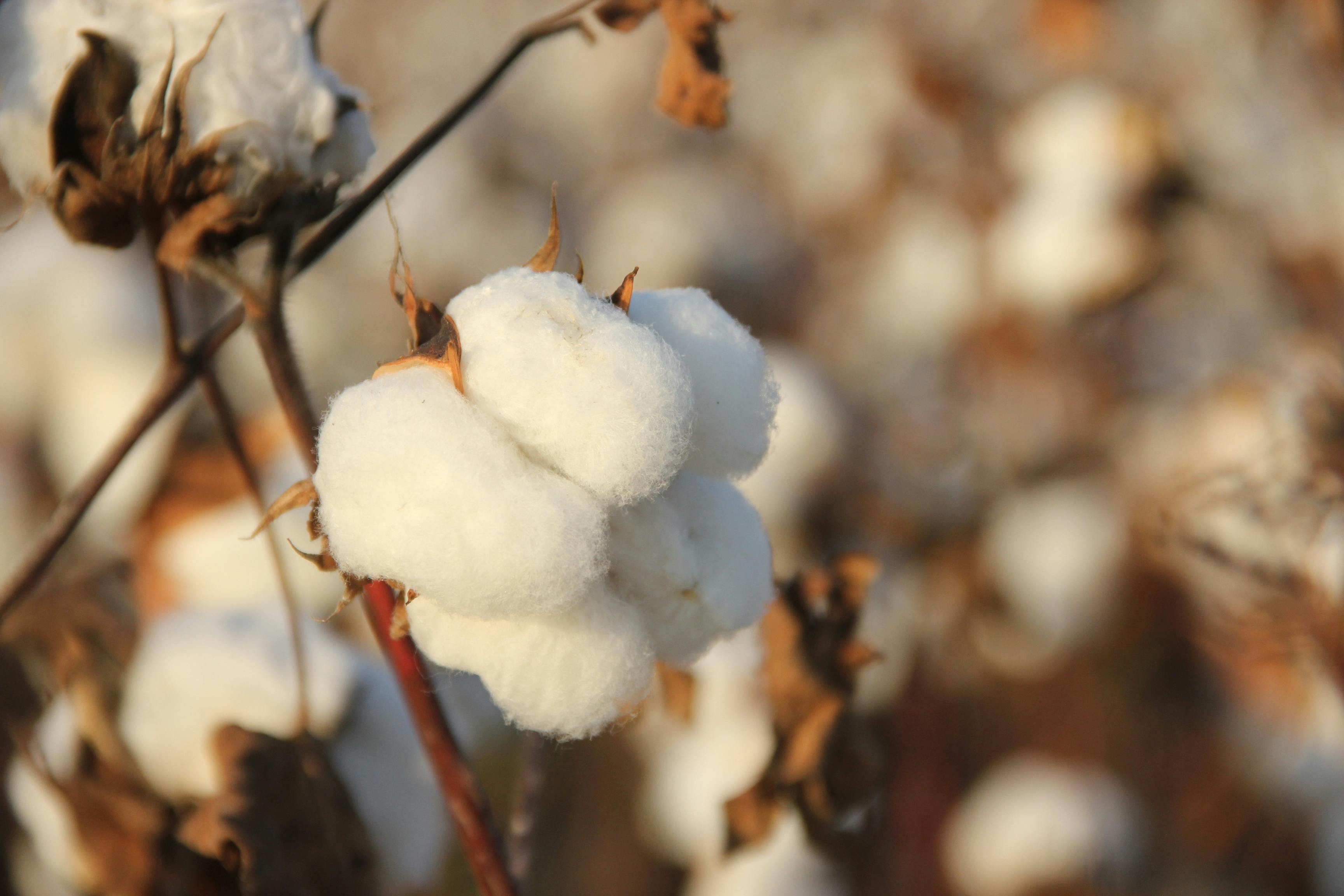Upland Cotton in Close-Up Photography · Free Stock Photo