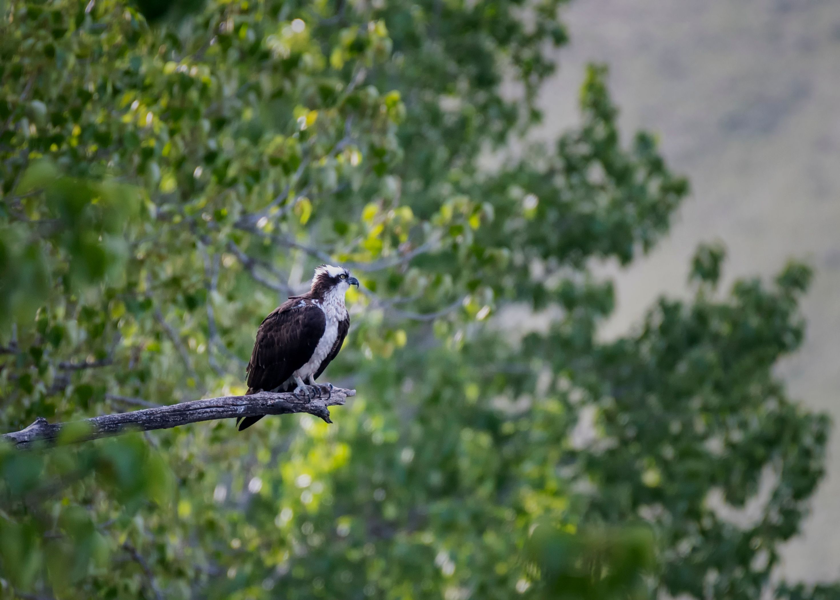Osprey Photos, Download The BEST Free Osprey Stock Photos & HD Images