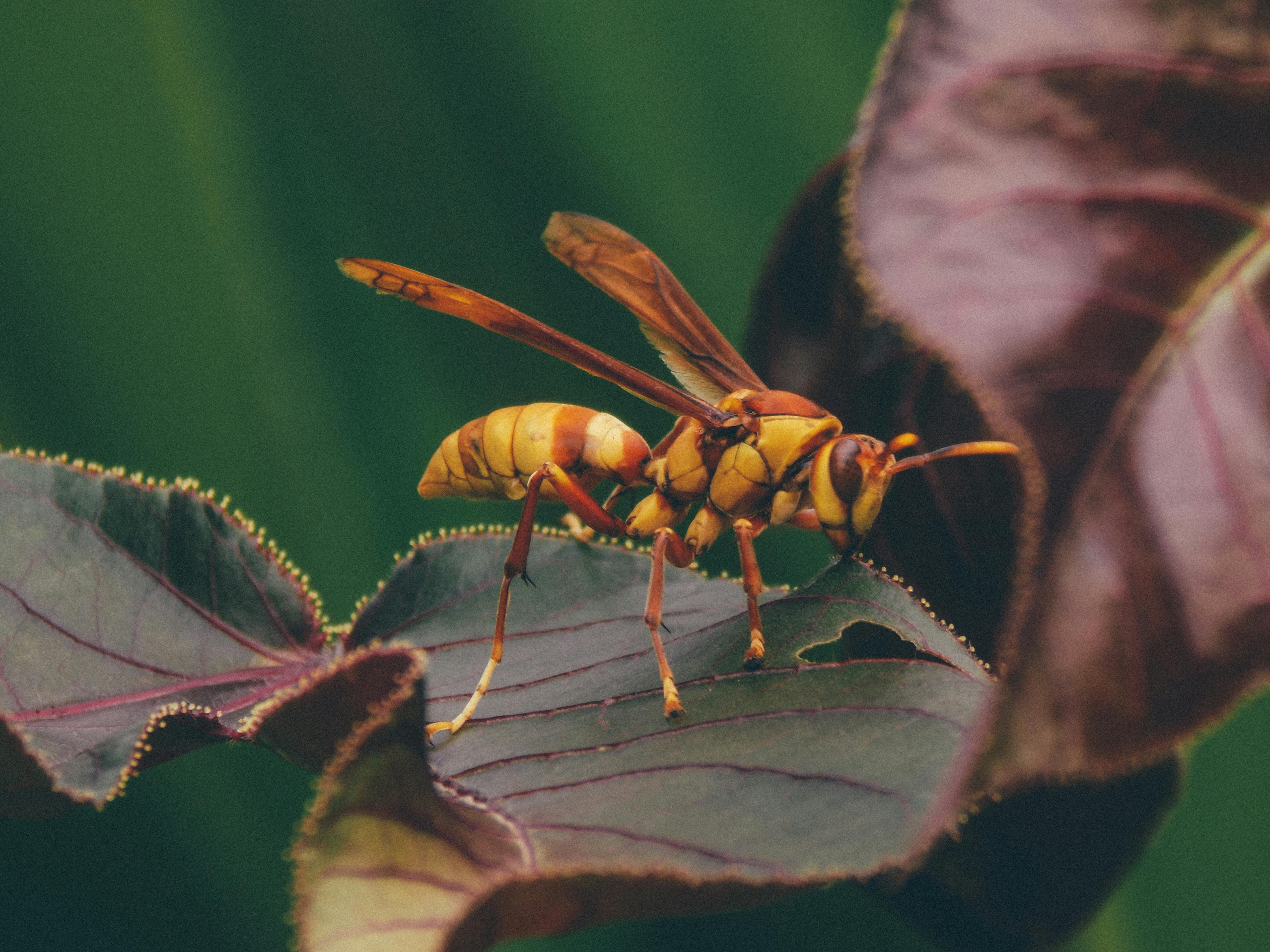 Hornet in Close-Up Photography · Free Stock Photo