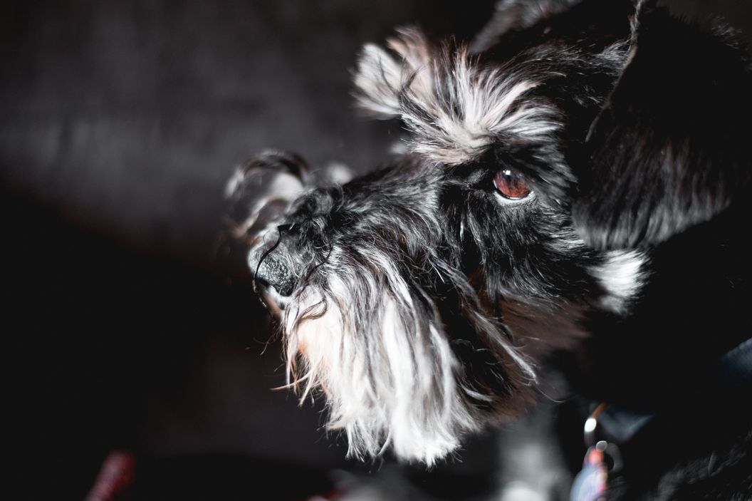 Schnauzer Dogs 101: Breed Characteristics and Care Guide