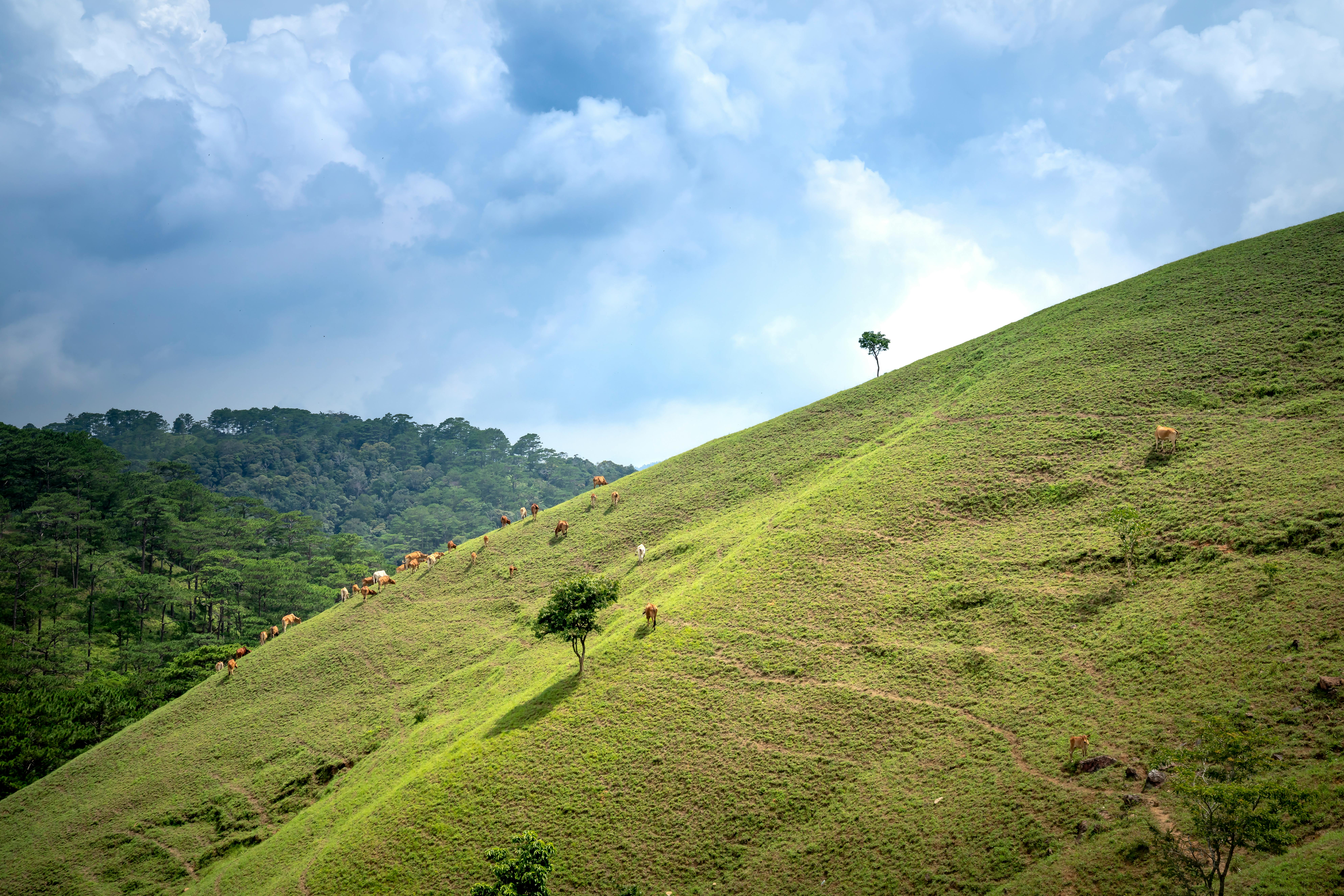 Picturesque landscape of green mountain slope on sunny day · Free Stock ...