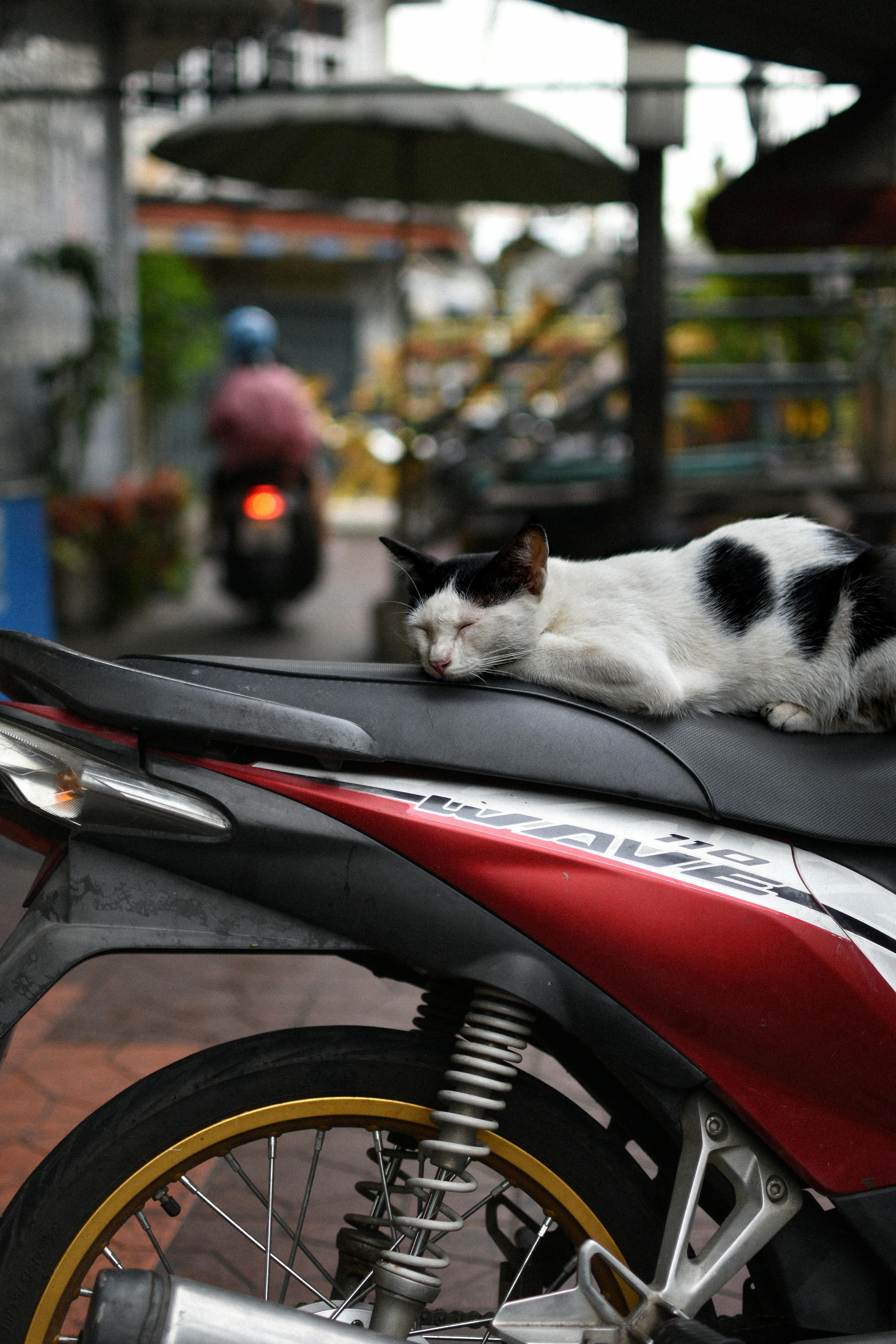 Senior Mongolian woman pointing at cat walking near home ger · Free ...