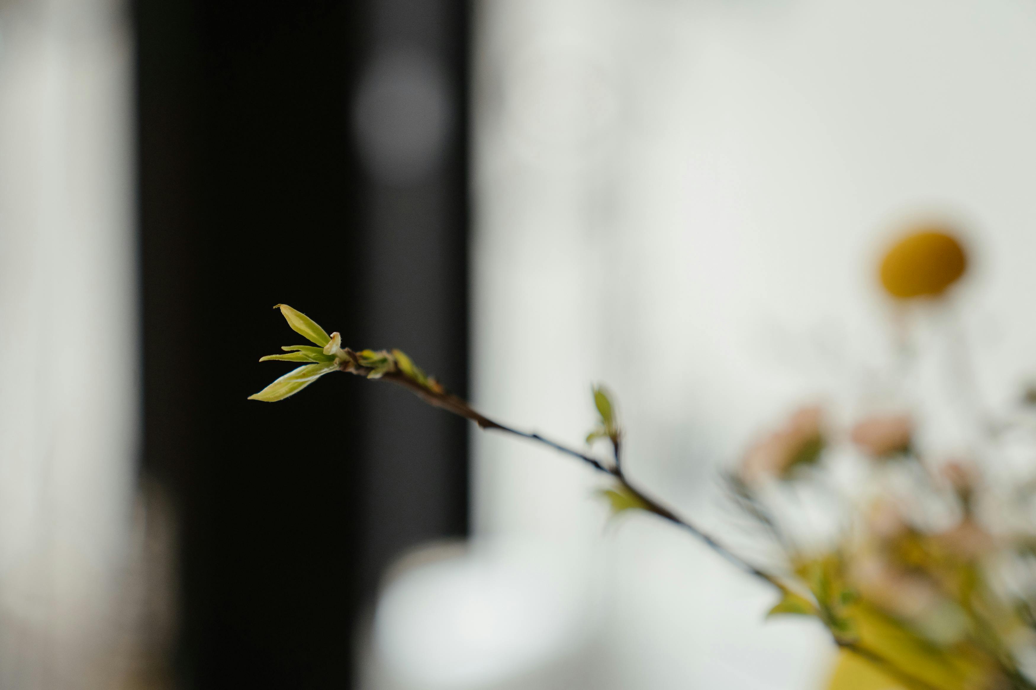 Yellow Flower in Tilt Shift Lens · Free Stock Photo