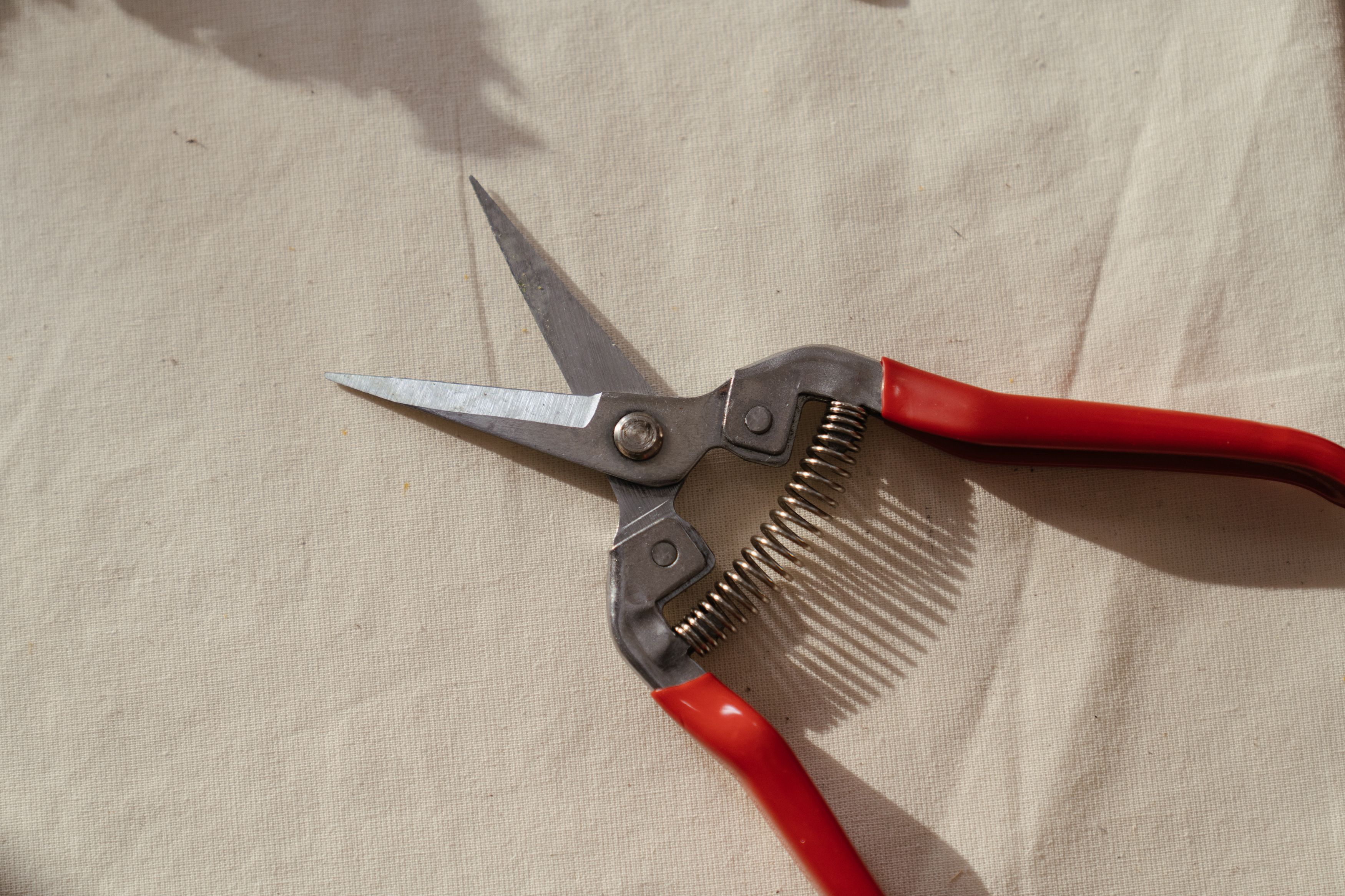 Secateurs Photos, Download The BEST Free Secateurs Stock Photos & HD Images