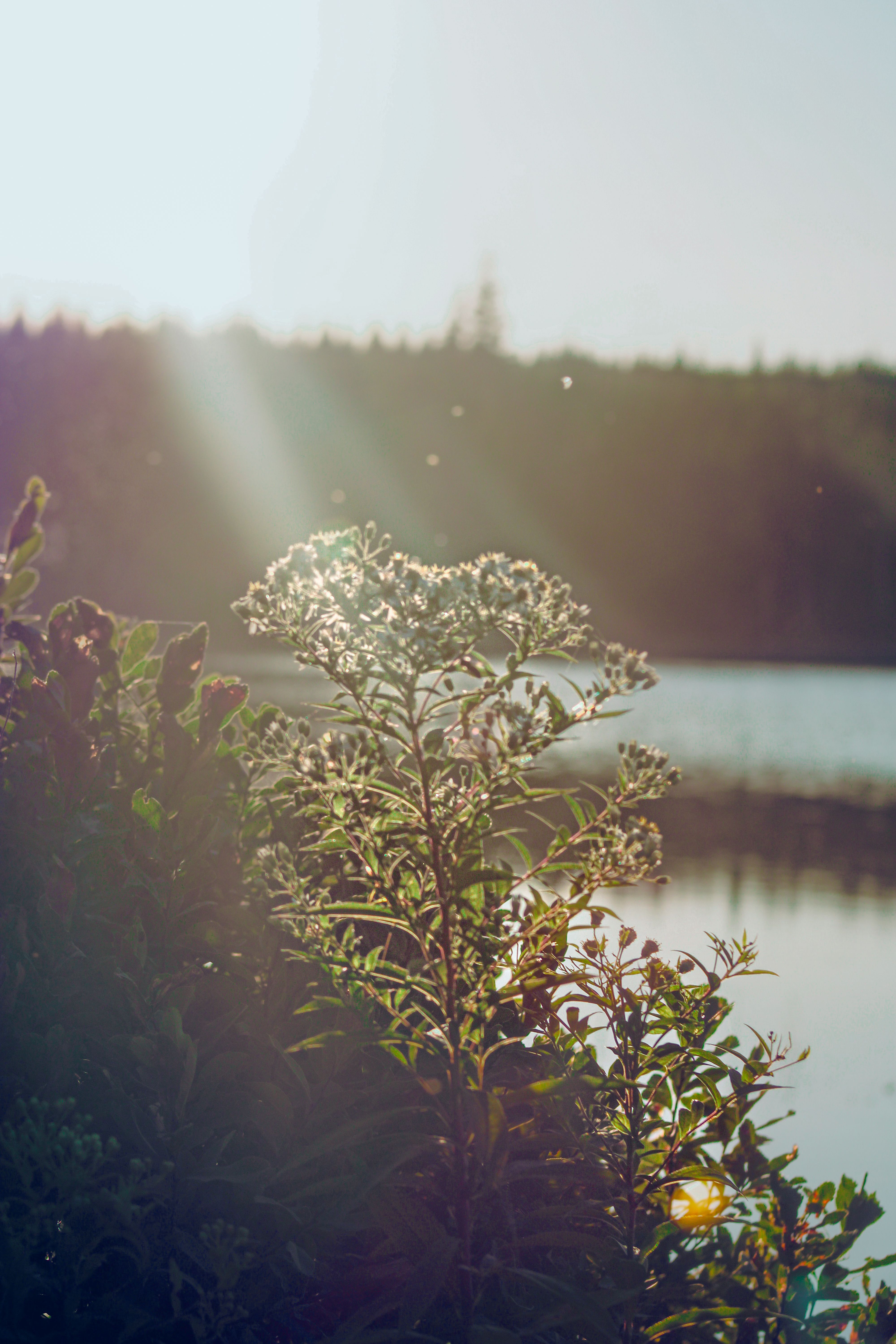 Sunlight on Wild Plants · Free Stock Photo