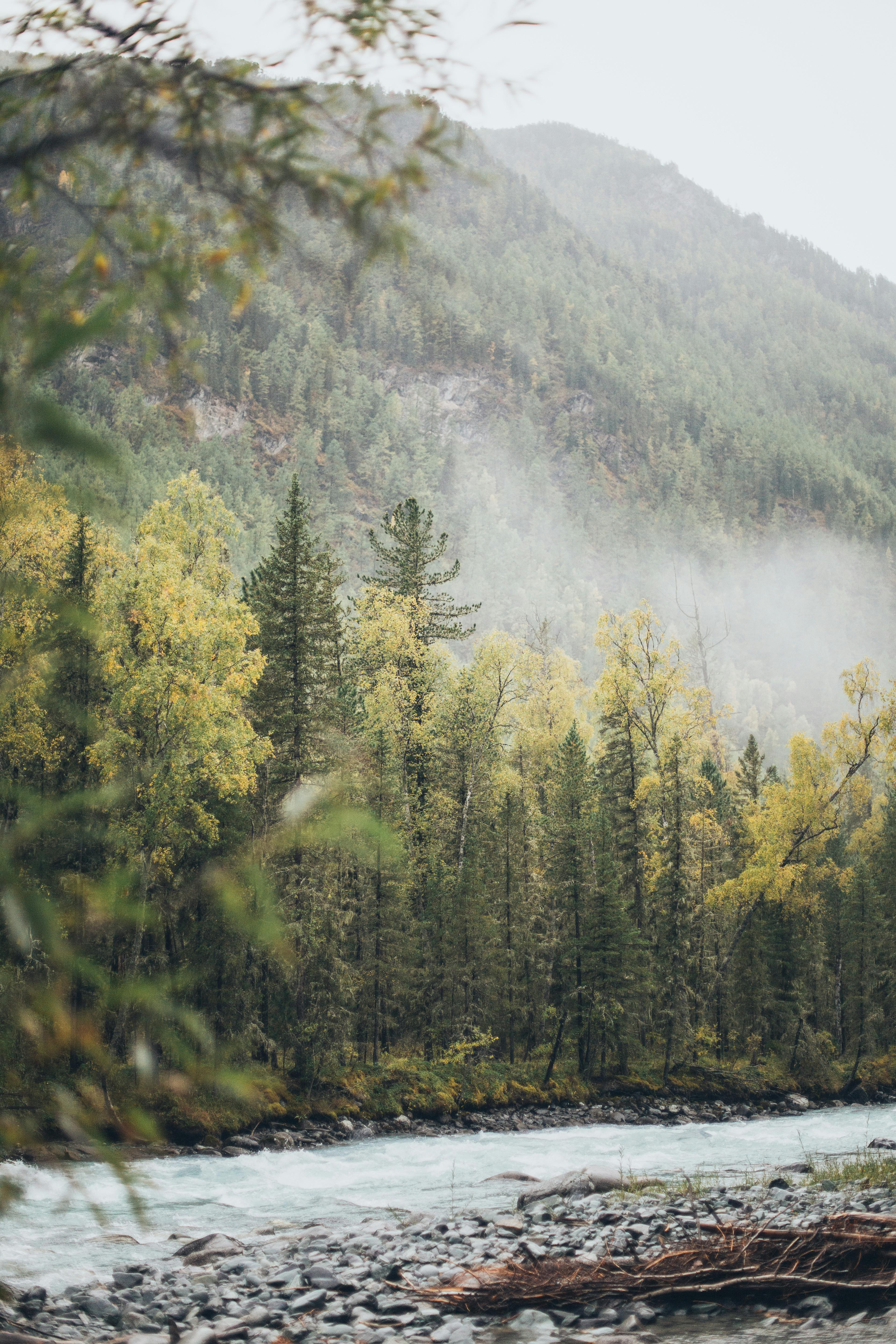 Green Trees Beside River · Free Stock Photo