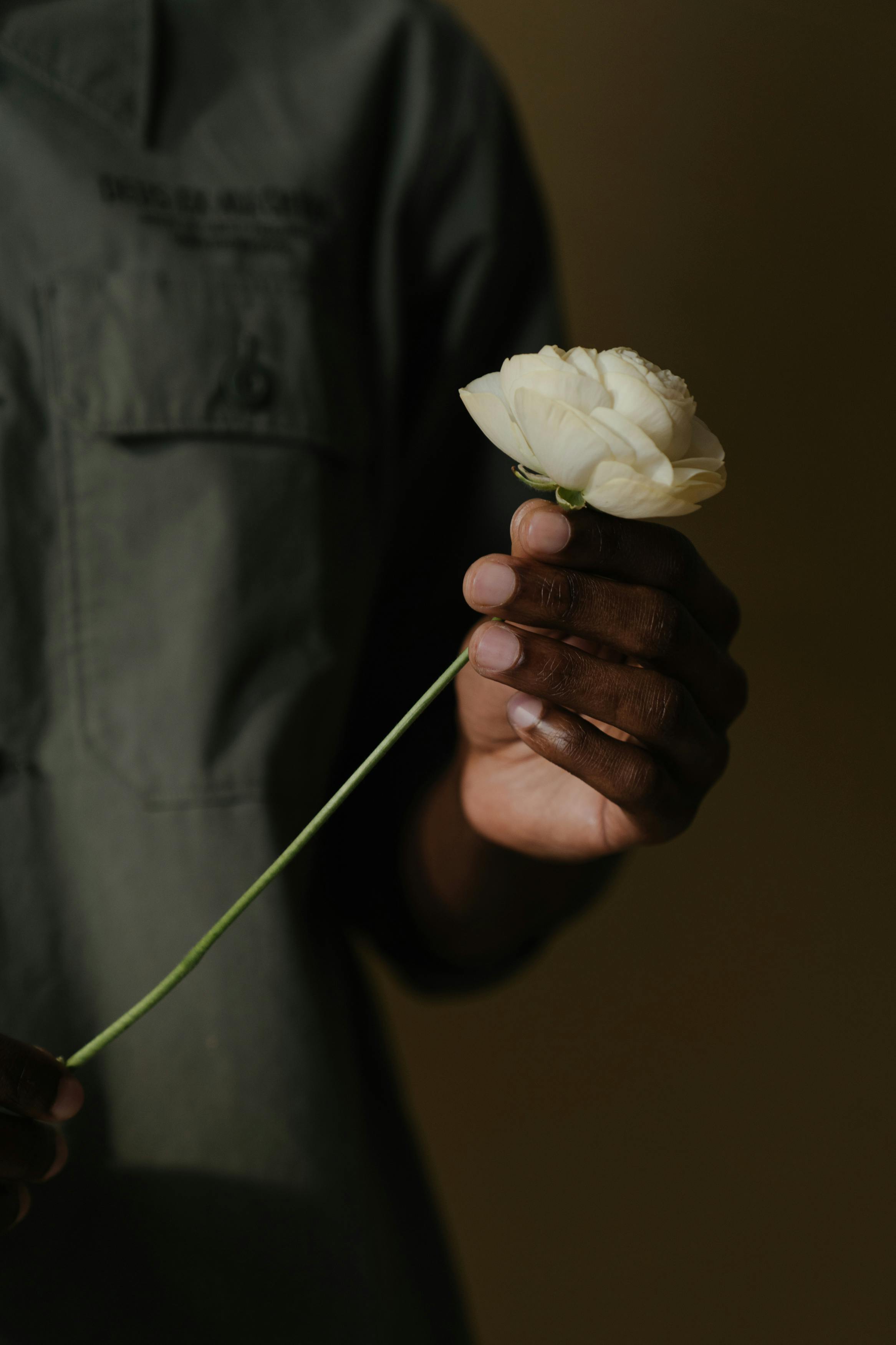 Person Holding White Rose Flower · Free Stock Photo