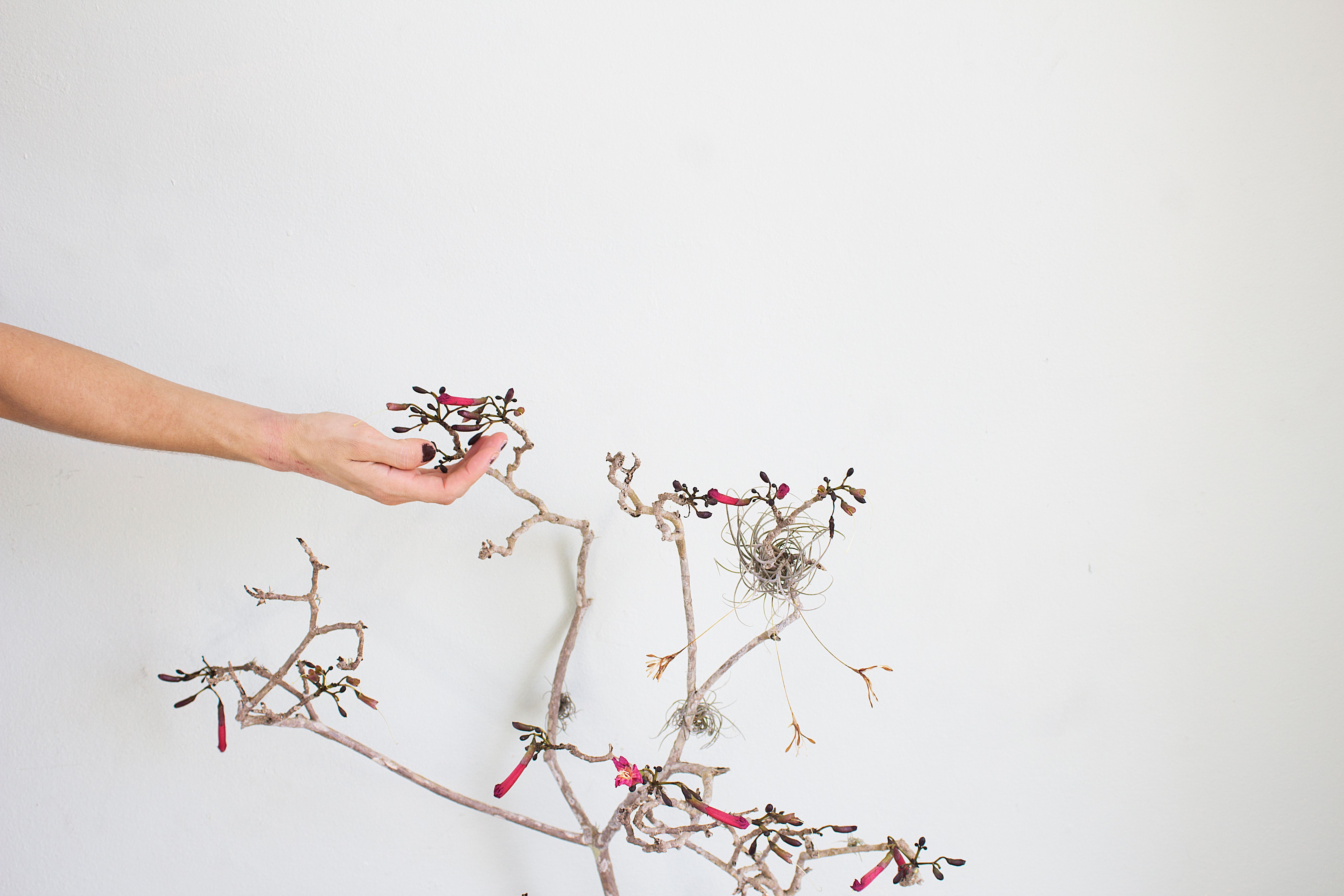 Person Touching a Tree Branch · Free Stock Photo