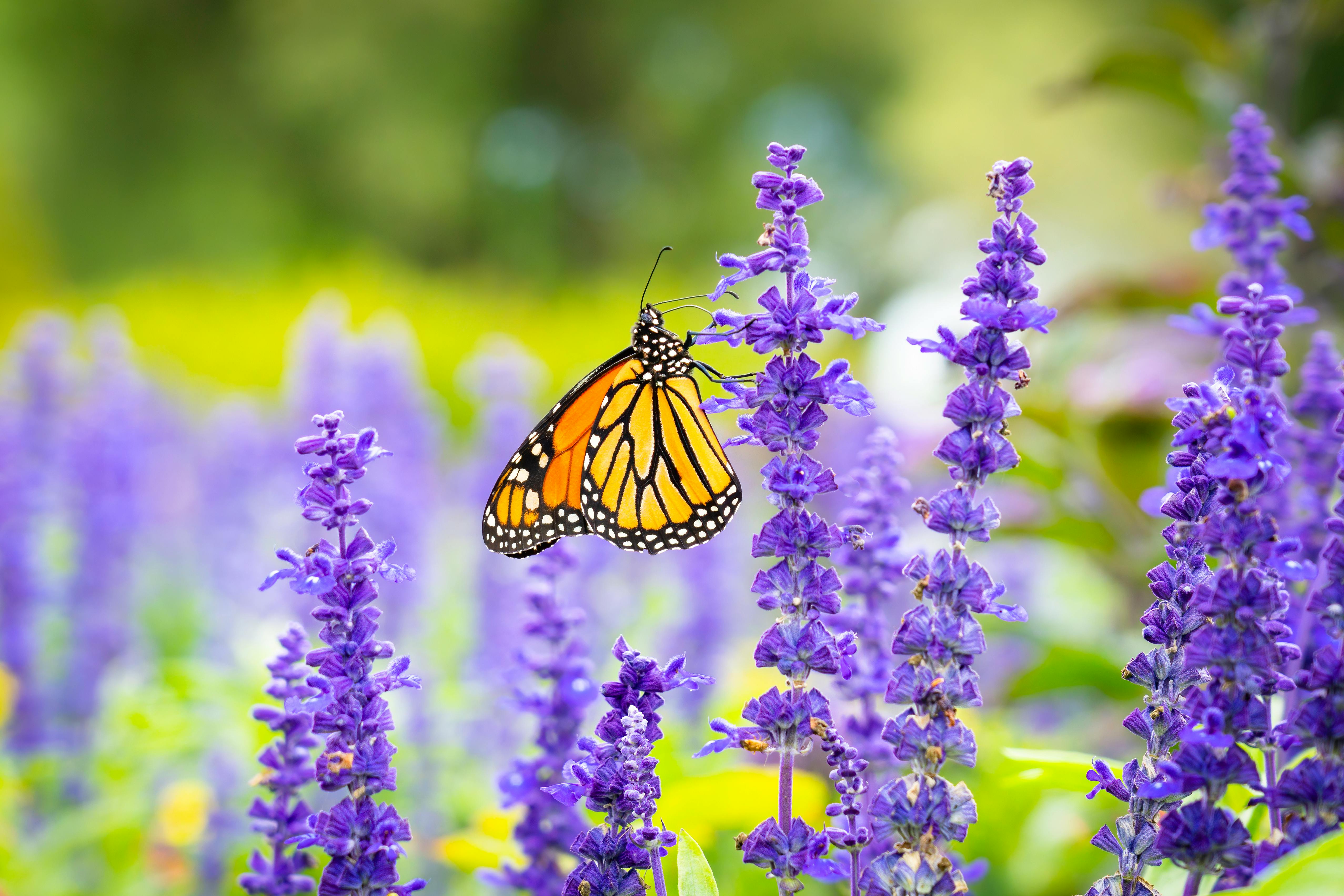 60,000+ Best Butterfly On A Flower Photos · 100% Free Download · Pexels ...