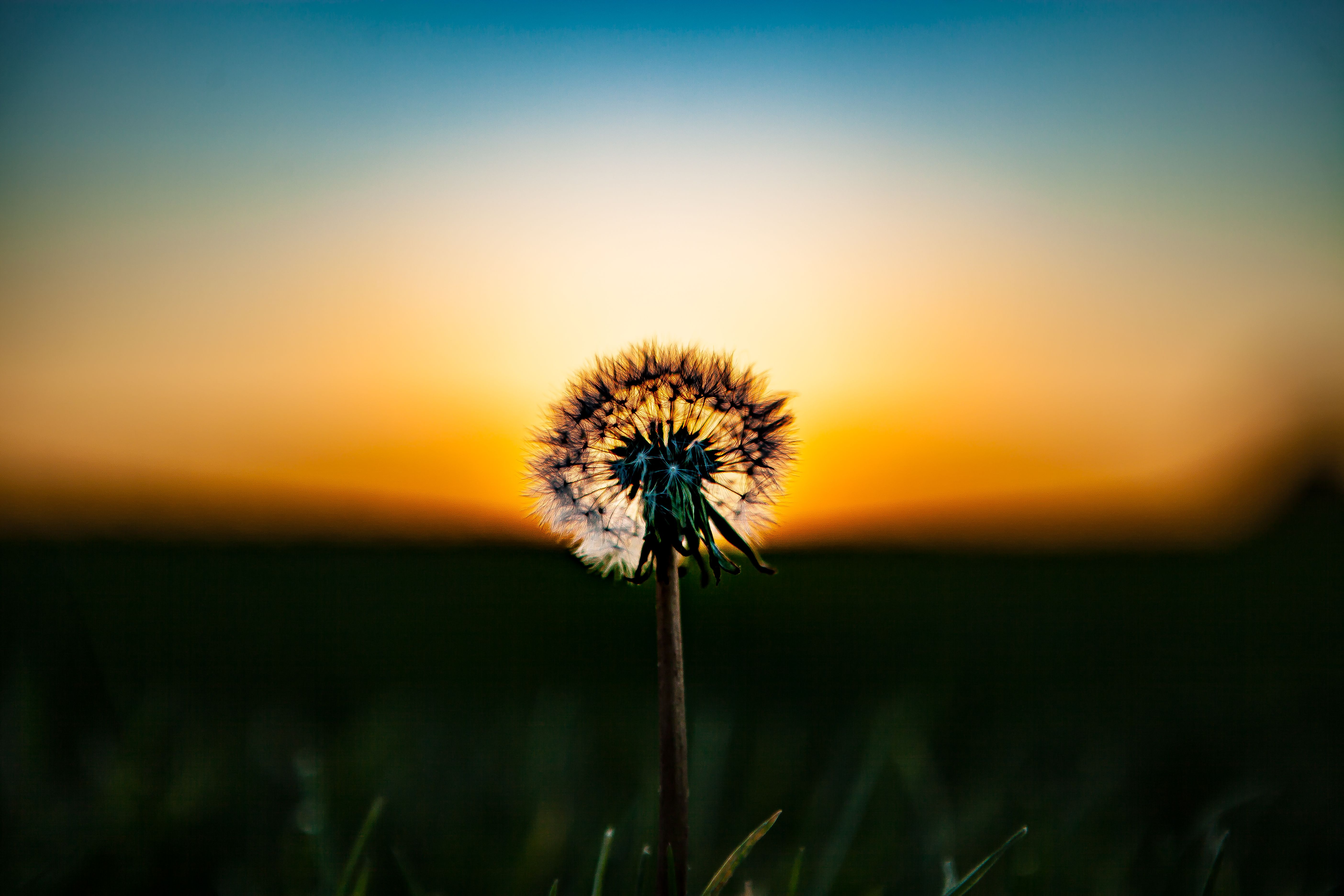 200+ Pusteblume Fotos · Pexels · Kostenlose Stock Fotos