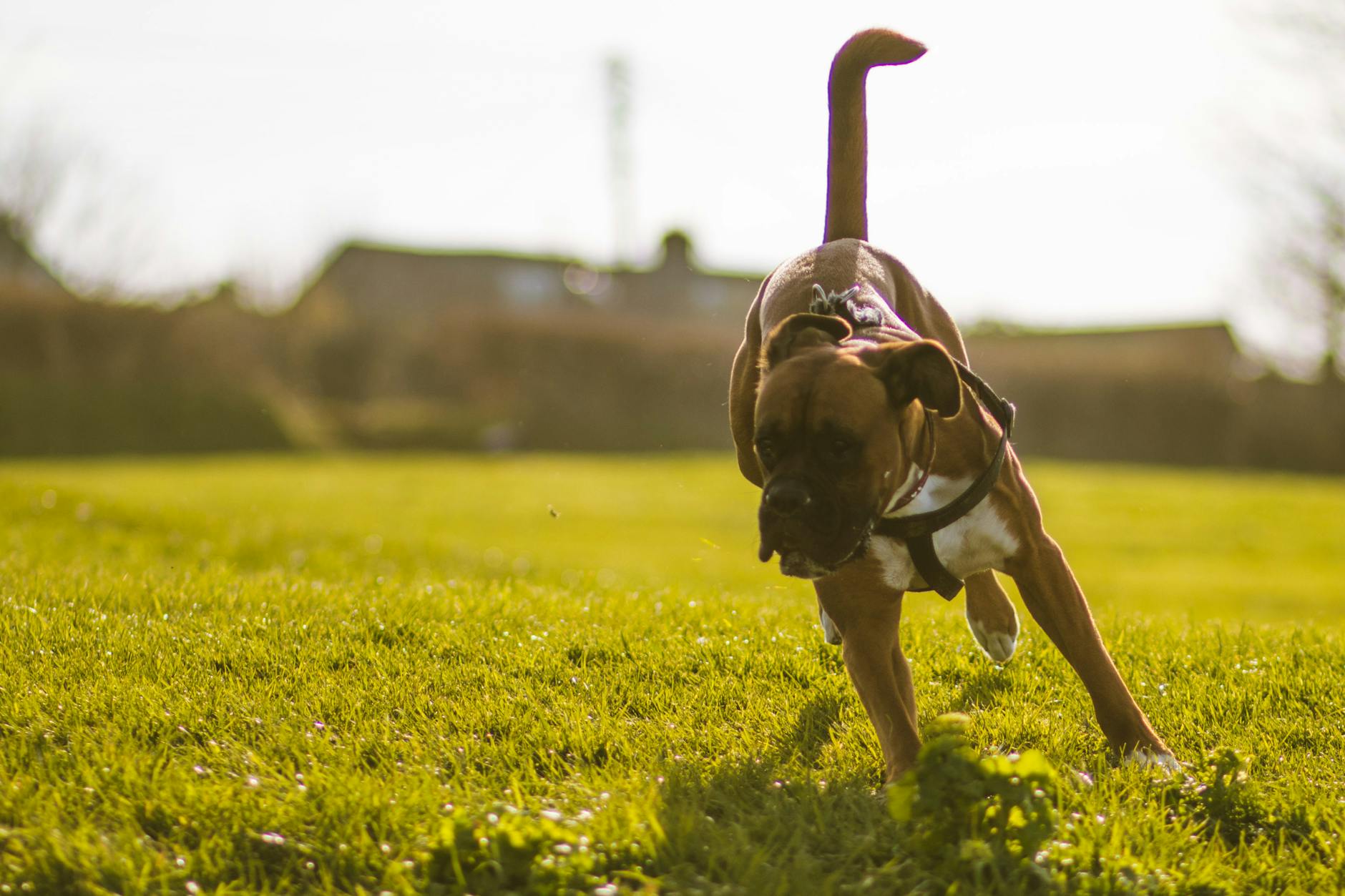 Free stock photo of depth of field, dog, dog playing Free stock photo of depth of field, dog, dog playing