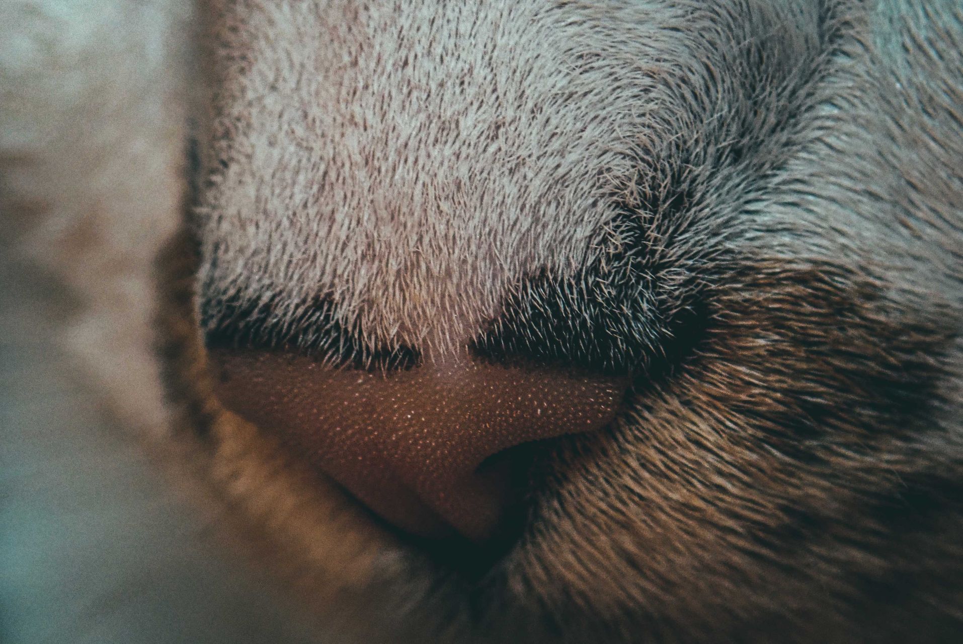 Understanding Nasal Lymphoma in Cats: A Comprehensive Guide