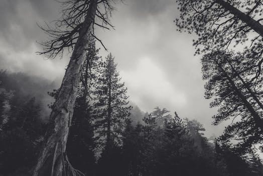 1000+ Beautiful Dark Forest Photos · Pexels · Free Stock Photos