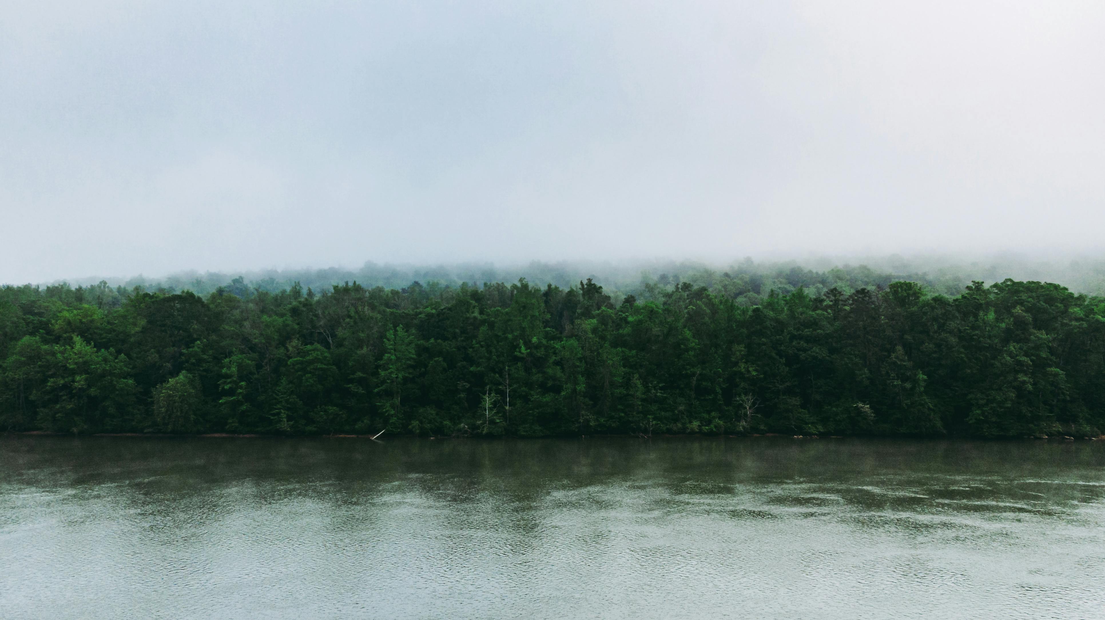 Scenic forest on riverside under heavy rain · Free Stock Photo