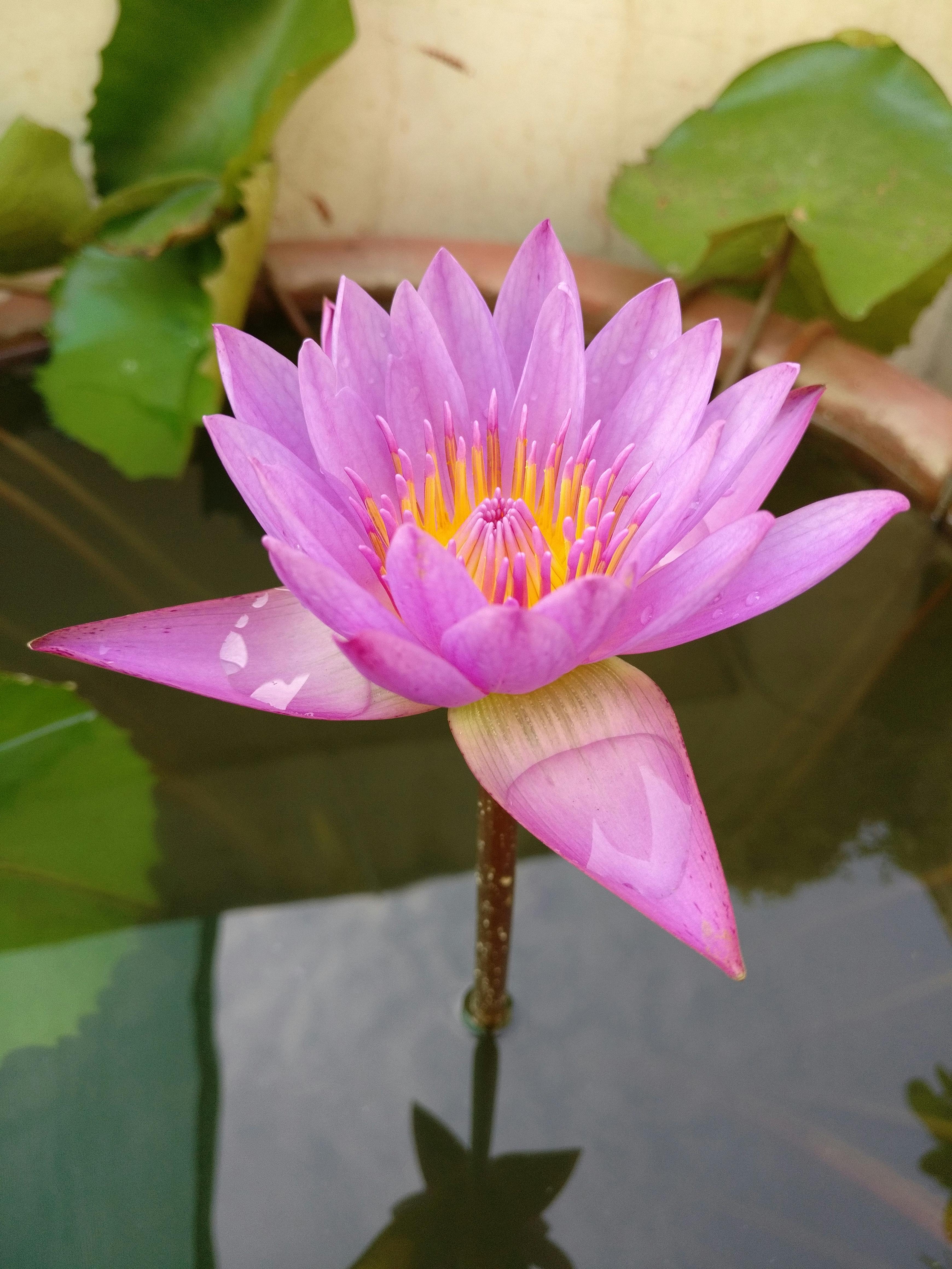 20,000+ Best Pink Lily Photos · 100% Free Download · Pexels Stock Photos