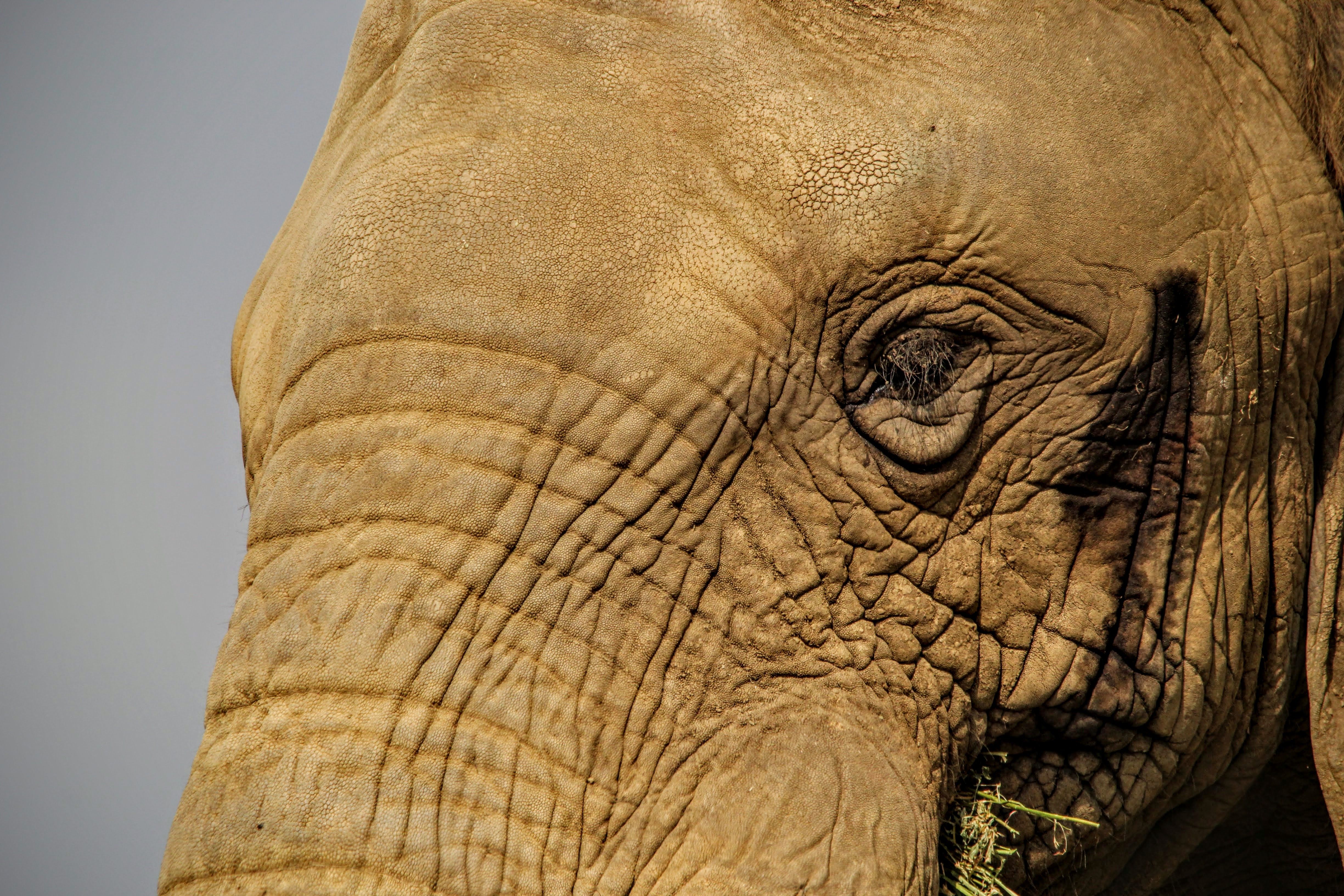 Free stock photo of african elephant, elephant, elephant close up