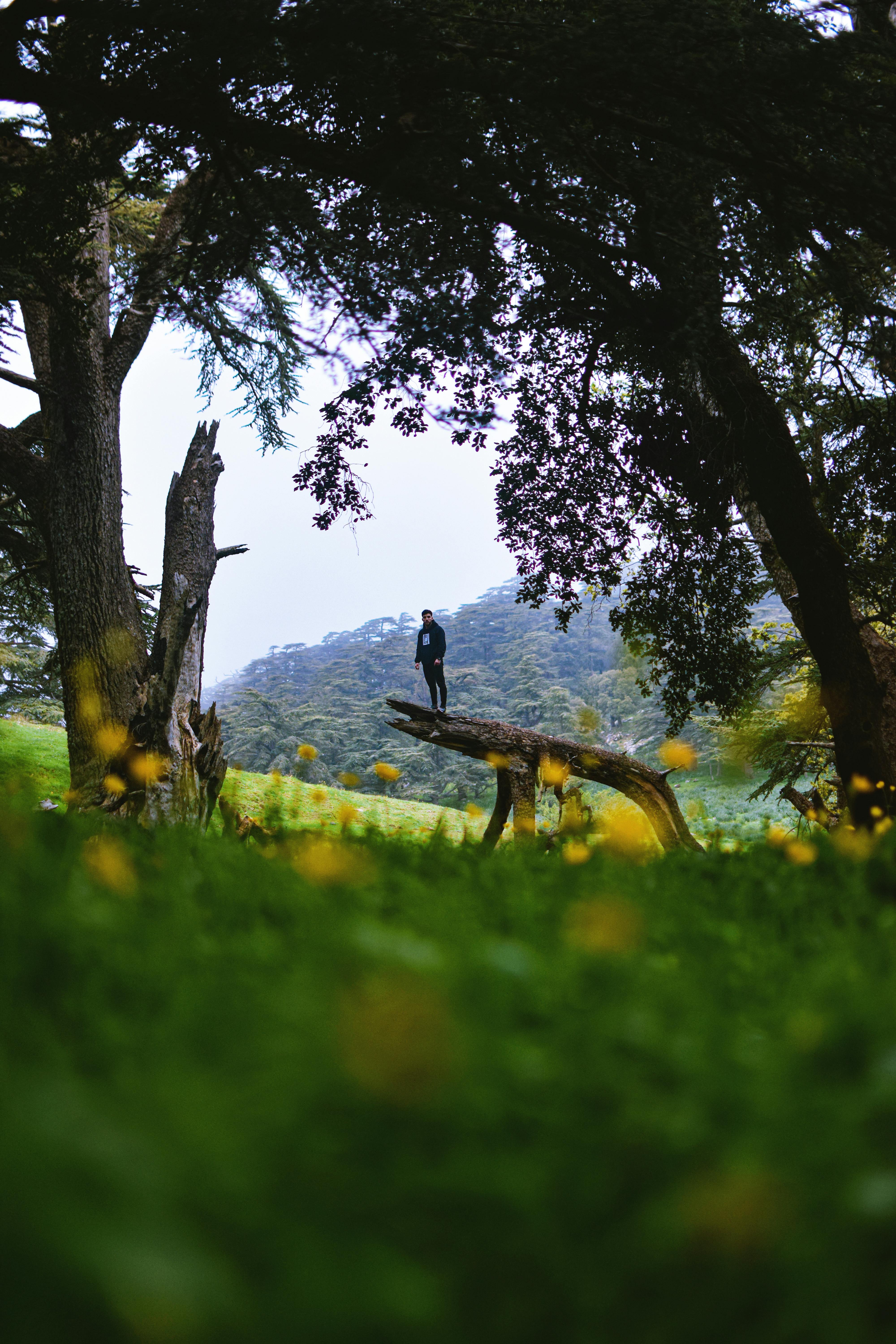 A Person Standing on the Bended Tree Trunk · Free Stock Photo