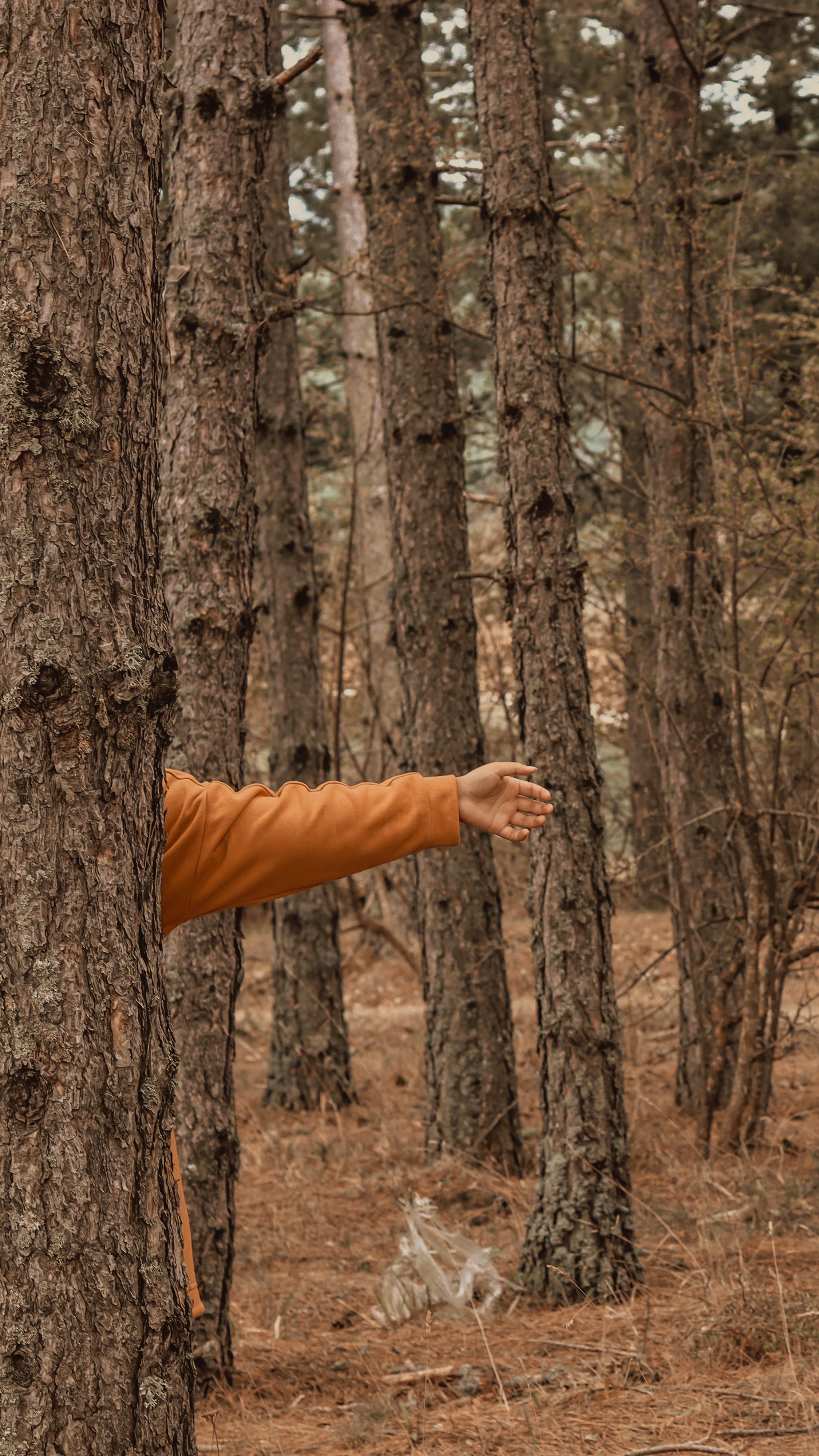 A Person Showing his Hand in the Forest · Free Stock Photo