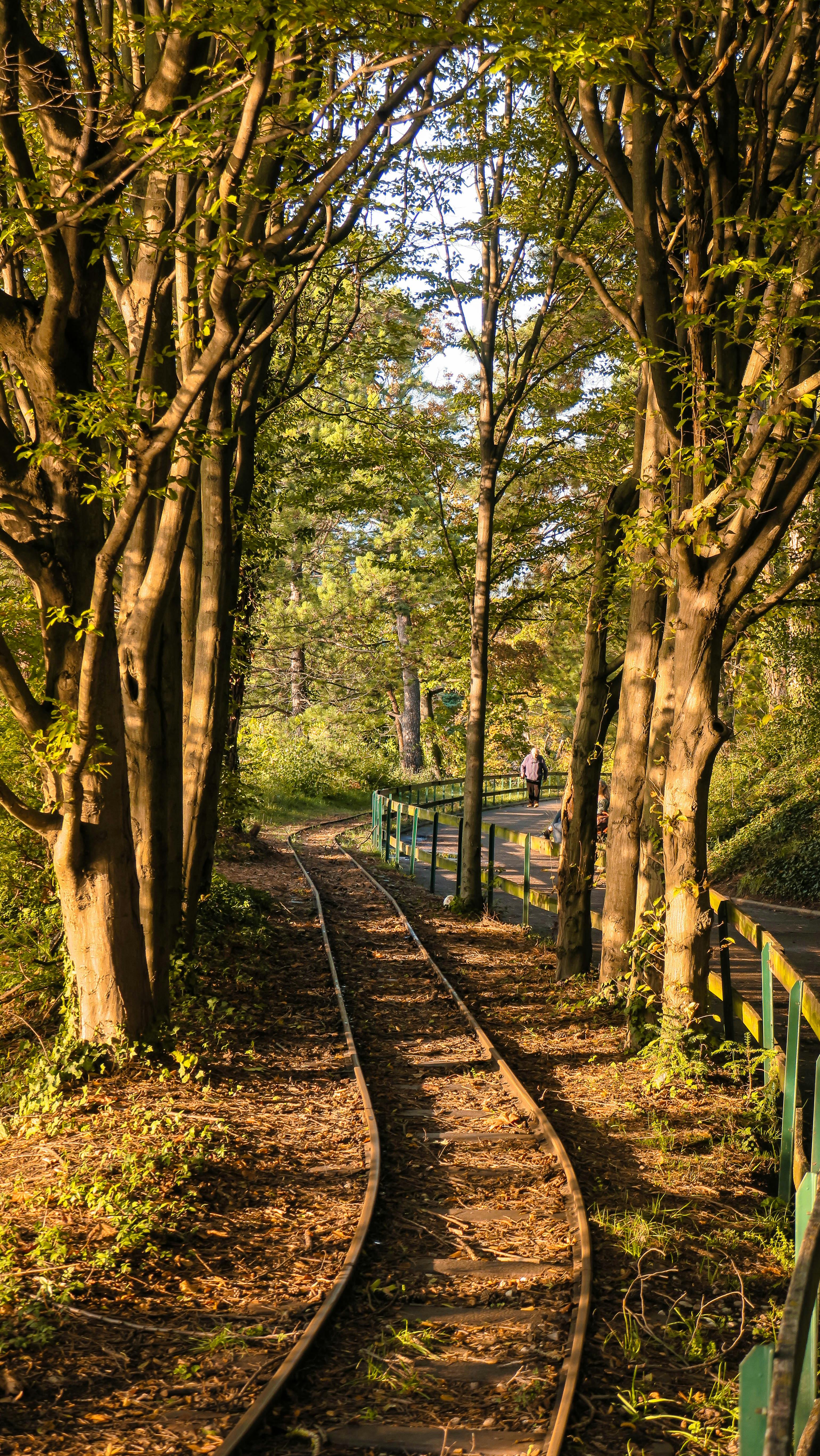 Railway Between Trees · Free Stock Photo