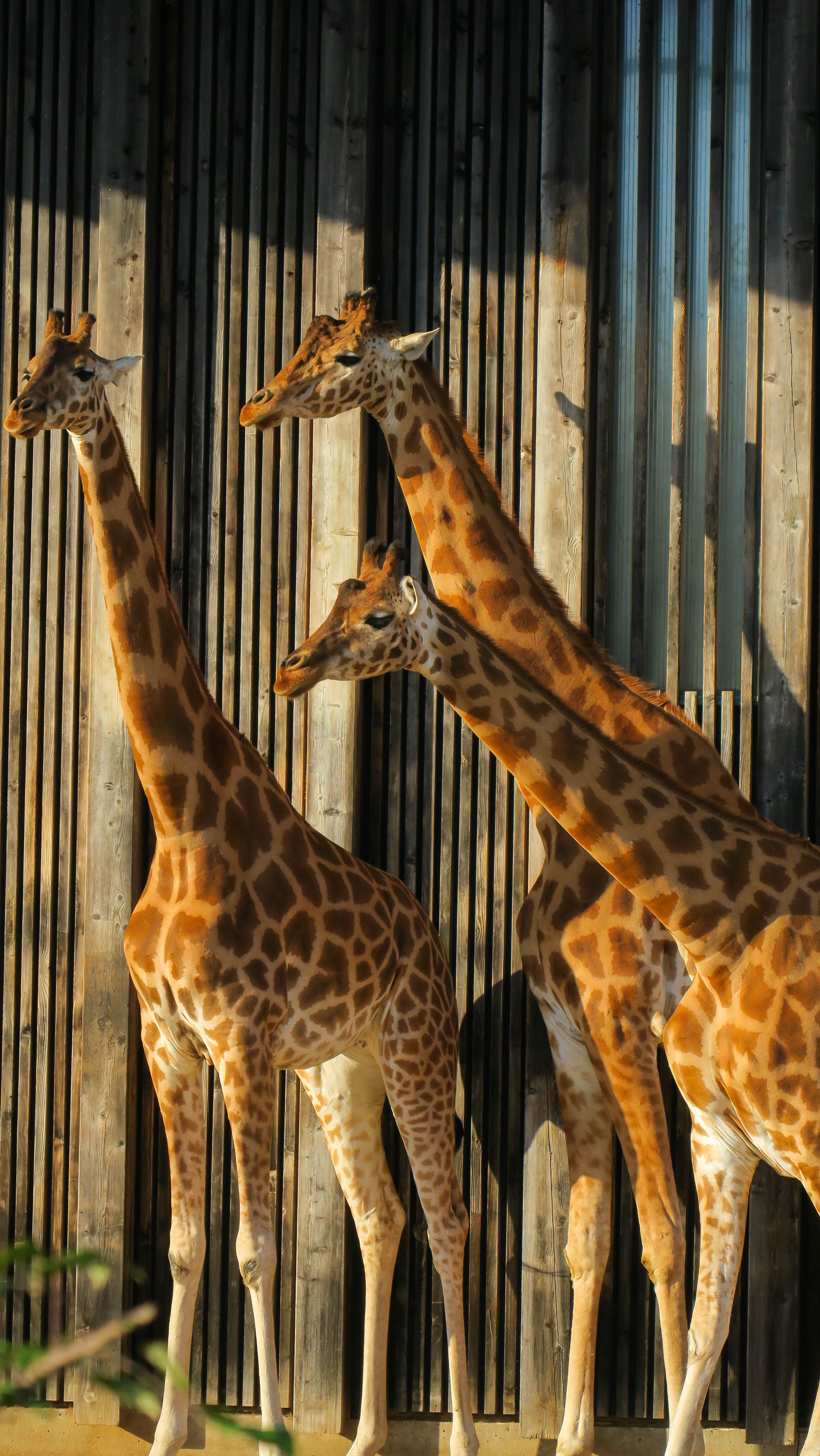 Foto profissional gratuita de animais, animais africanos, animais da ...