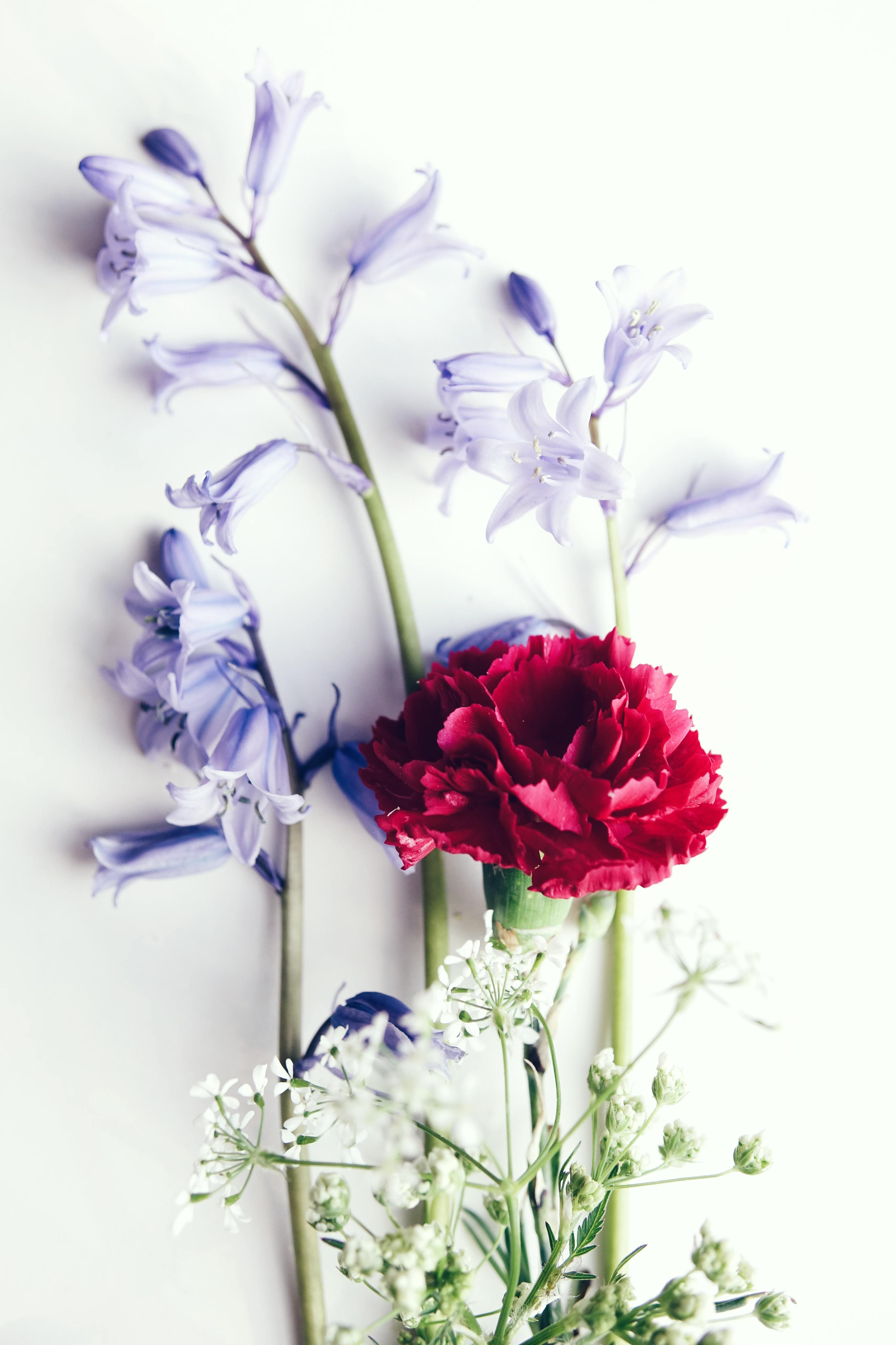 Close-Up Shot of Blooming Flowers · Free Stock Photo